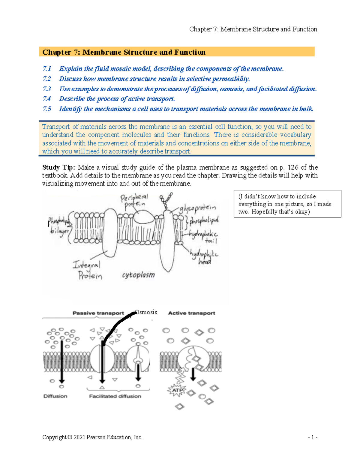 Bio notes chapter 7 - Copyright © 2021 Pearson Education, Inc. - 1 ...