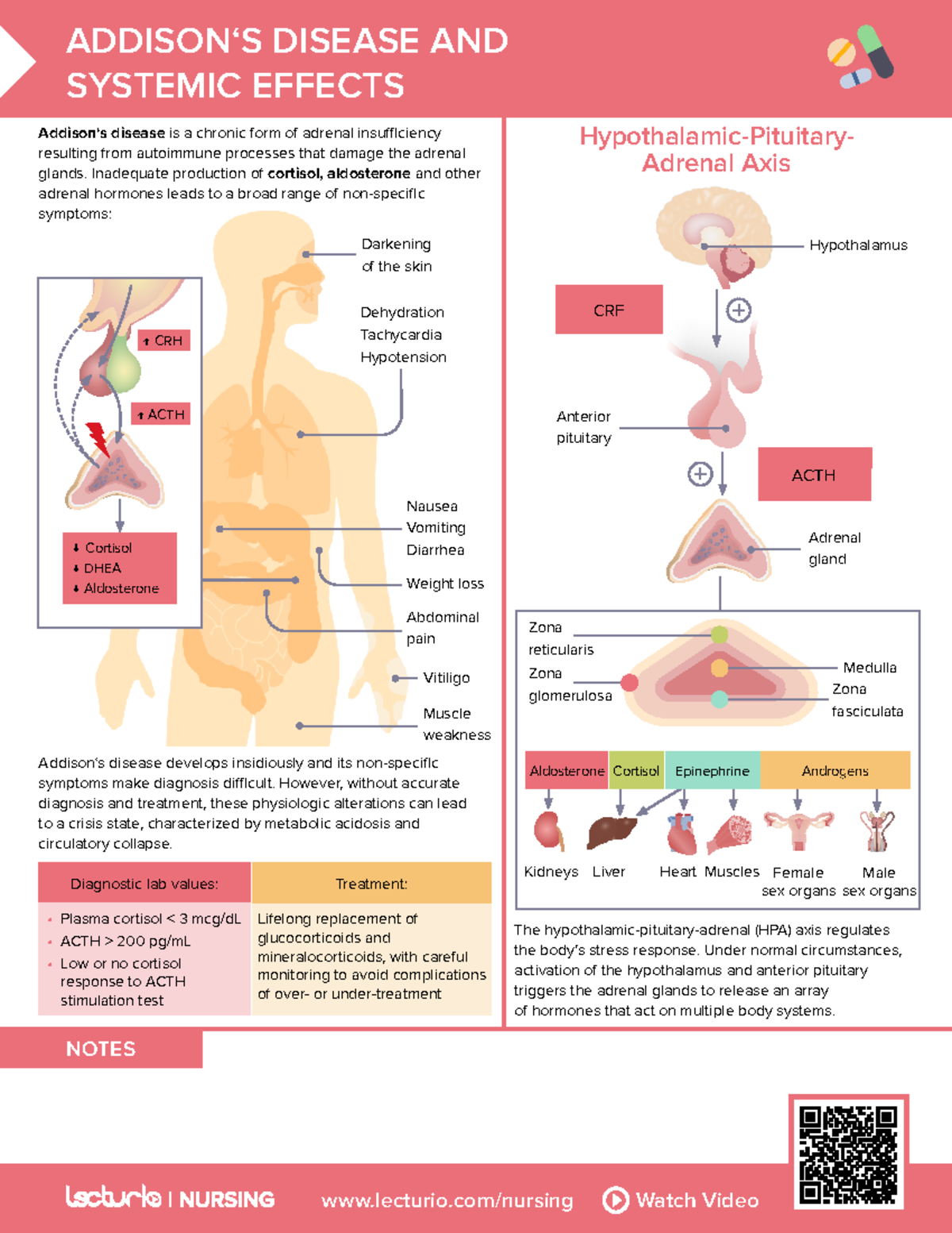 Addisons-Disease-and-Systemic-Effects 02-1 - lecturio/nursing Watch ...
