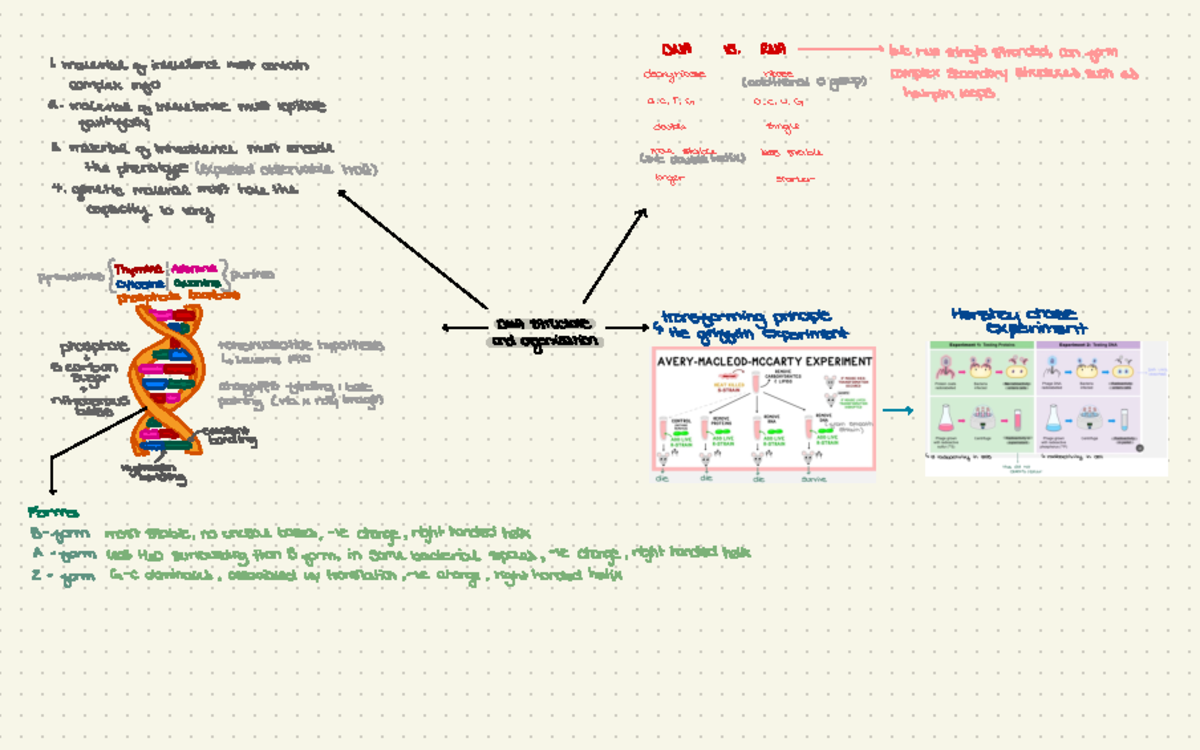 Midterm 1 Study Sheet - Summary Introductory Genetics - If mutation is ...