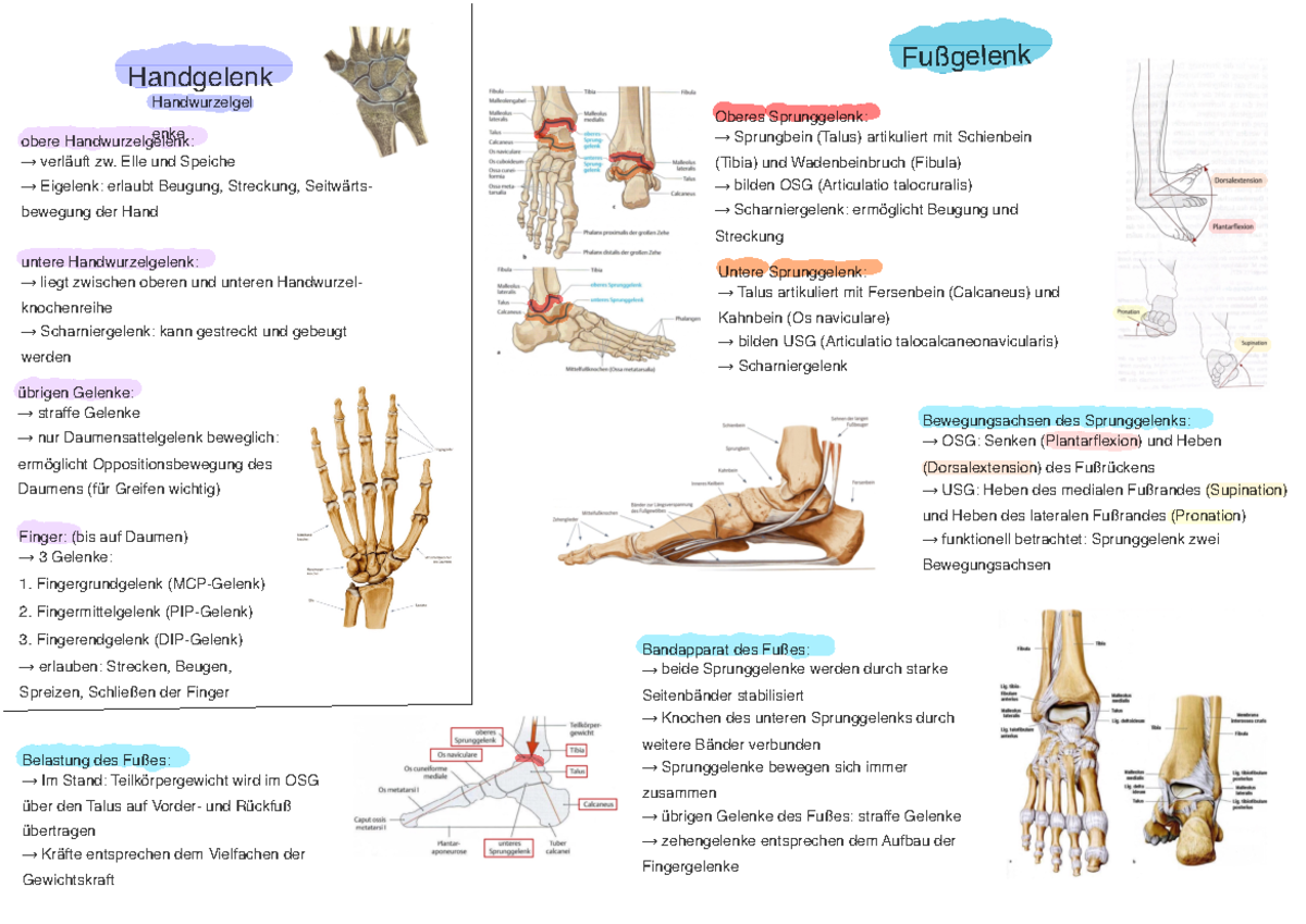 Anatomie des Hand- und Fußgelenks - Handgelenk Fußgelenk Handwurzelgel ...