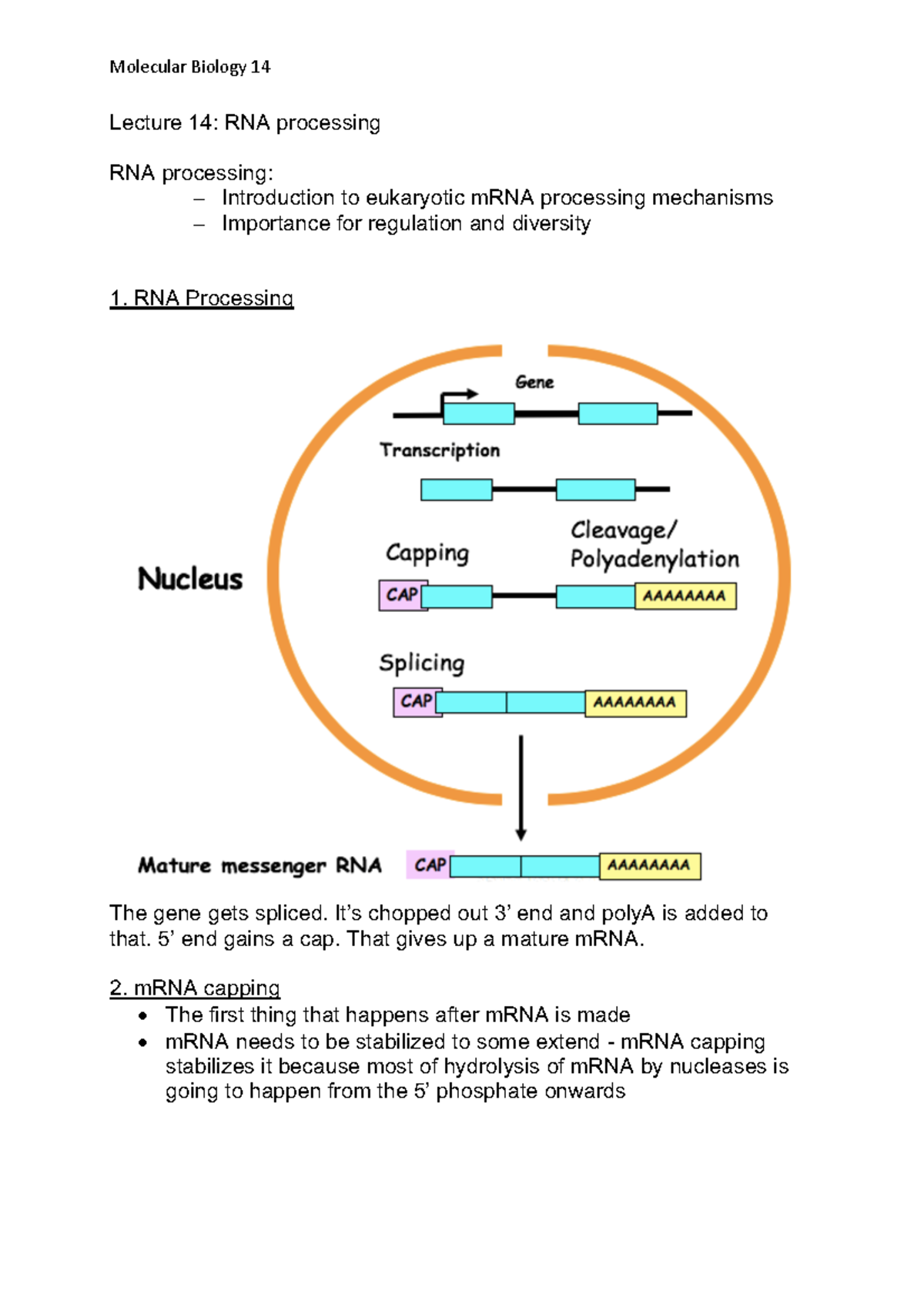 Molbiol 14 - Lecture notes 14 - Warning: TT: undefined function: 32 ...