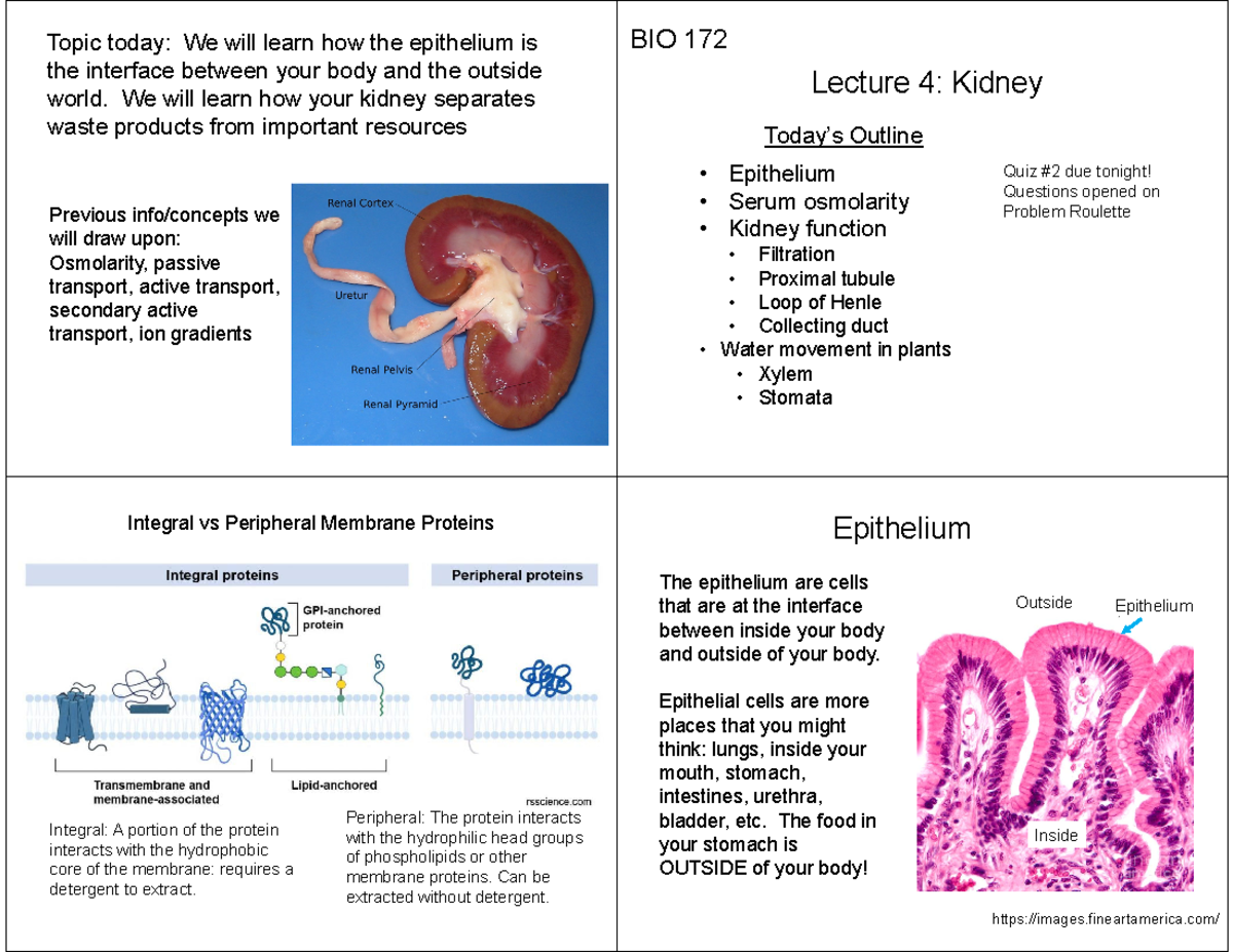 Lecture 4: Kidney - Topic today: We will learn how the epithelium is ...