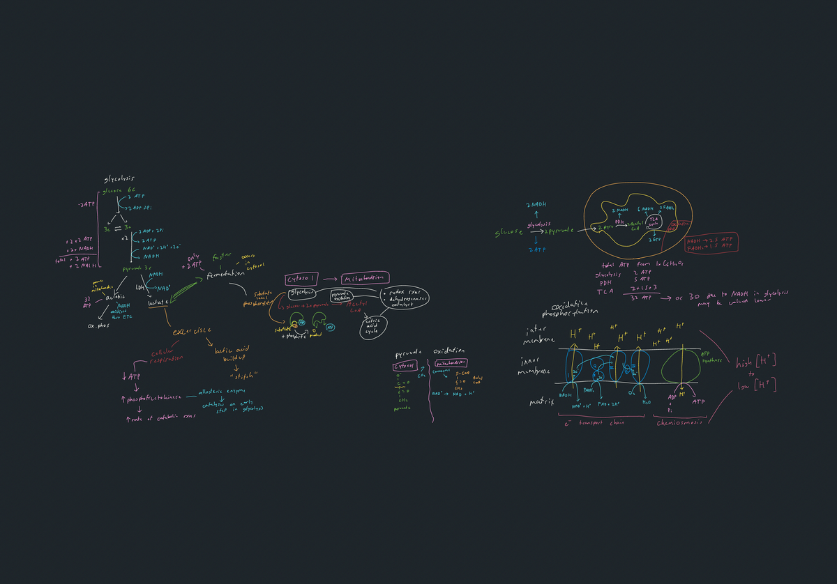 BABS1201 Metabolism 2 visual notes - BABS1201 - Studocu