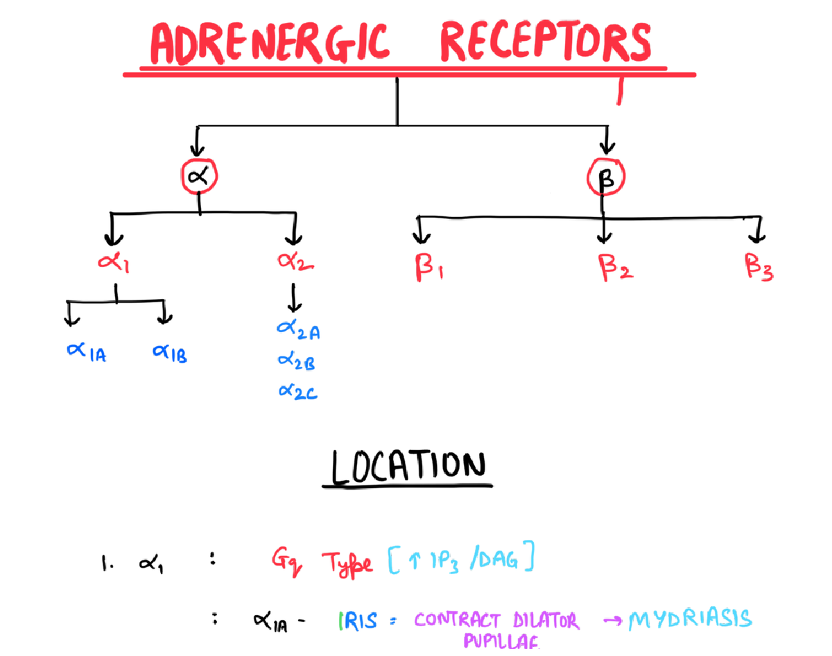 Adrenergic Pharmacology - Pharmacology, Pathology & Genetics - Studocu