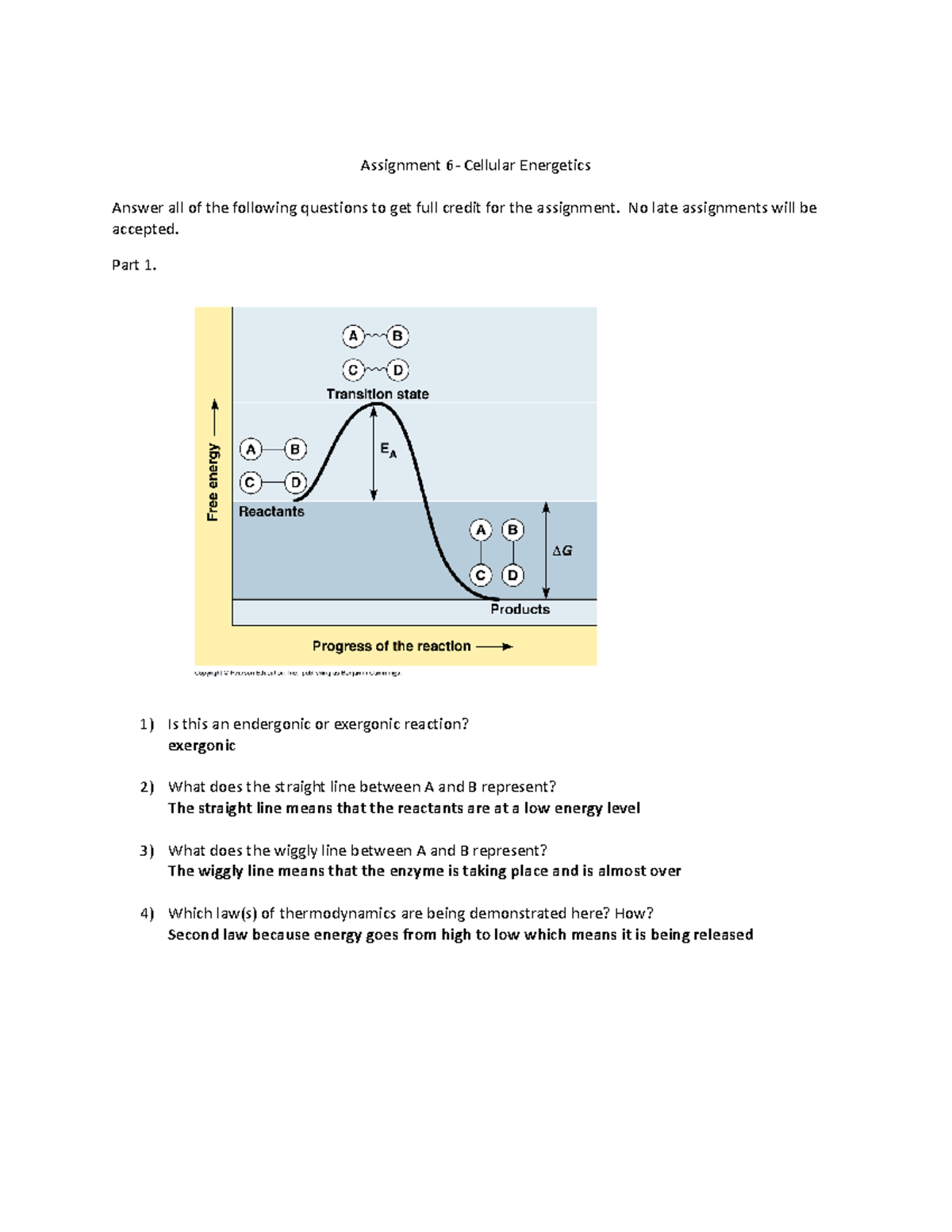 Assignment #6- Cellular Energetics - Assignment 6- Cellular Energetics ...