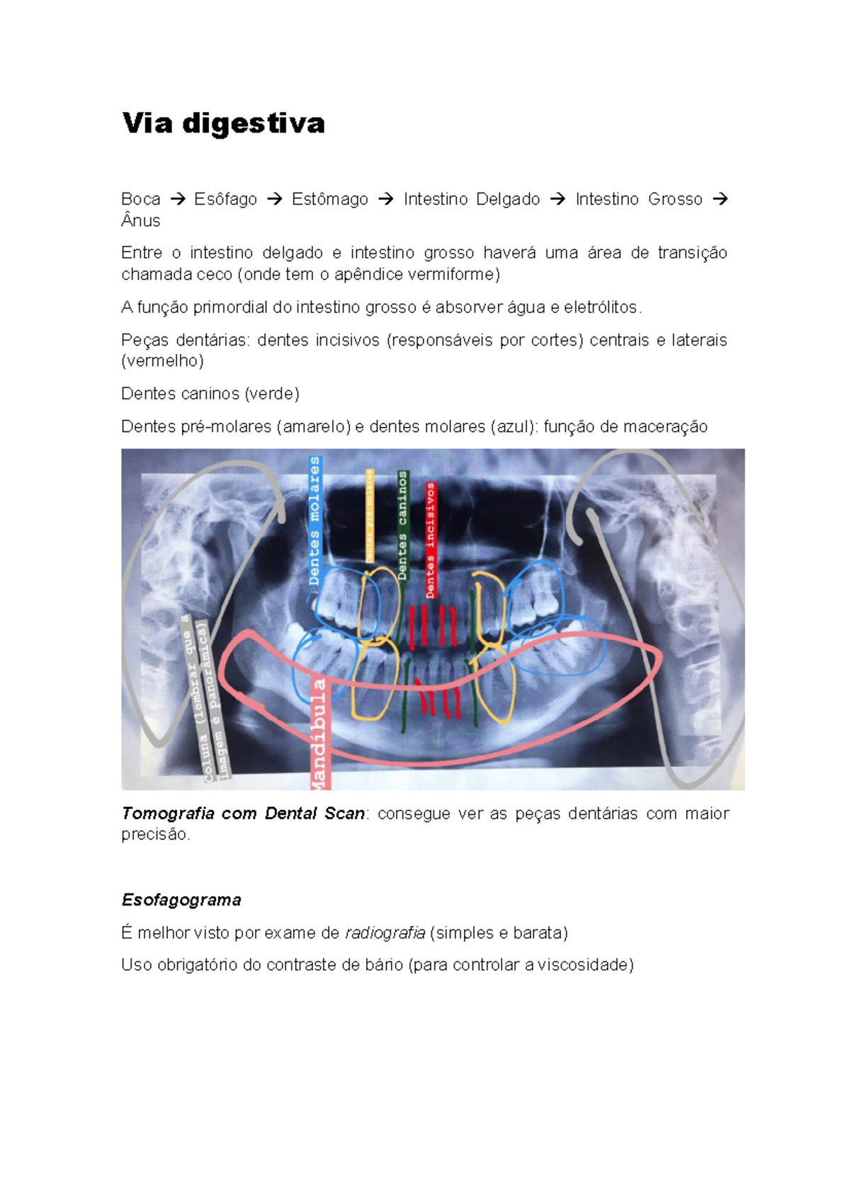 Via digestiva - Via digestiva Boca Esôfago Estômago Intestino Delgado ...