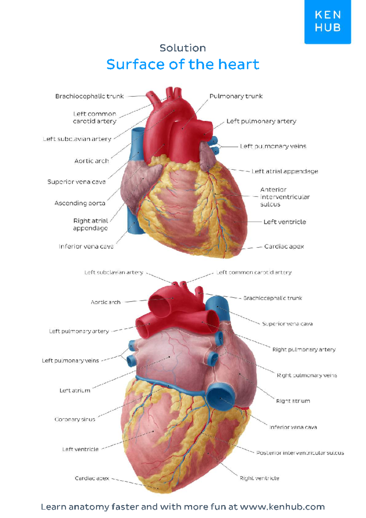 Labelled surface of the heart - Anatomy and Physiology - Solution ...