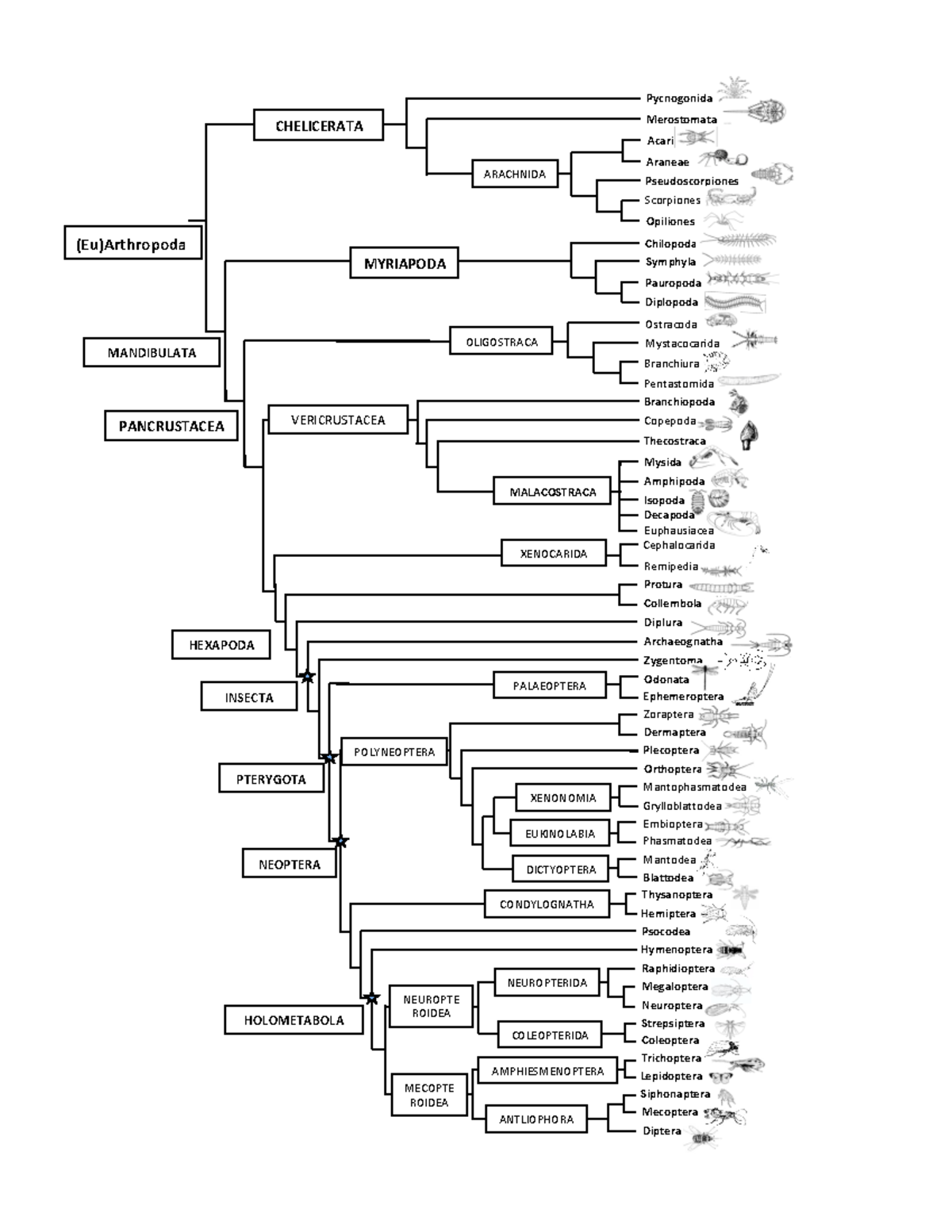 Arthropoda Tree - INSECTA PTERYGOTA NEOPTERA HOLOMETABOLA POLYNEOPTERA ...