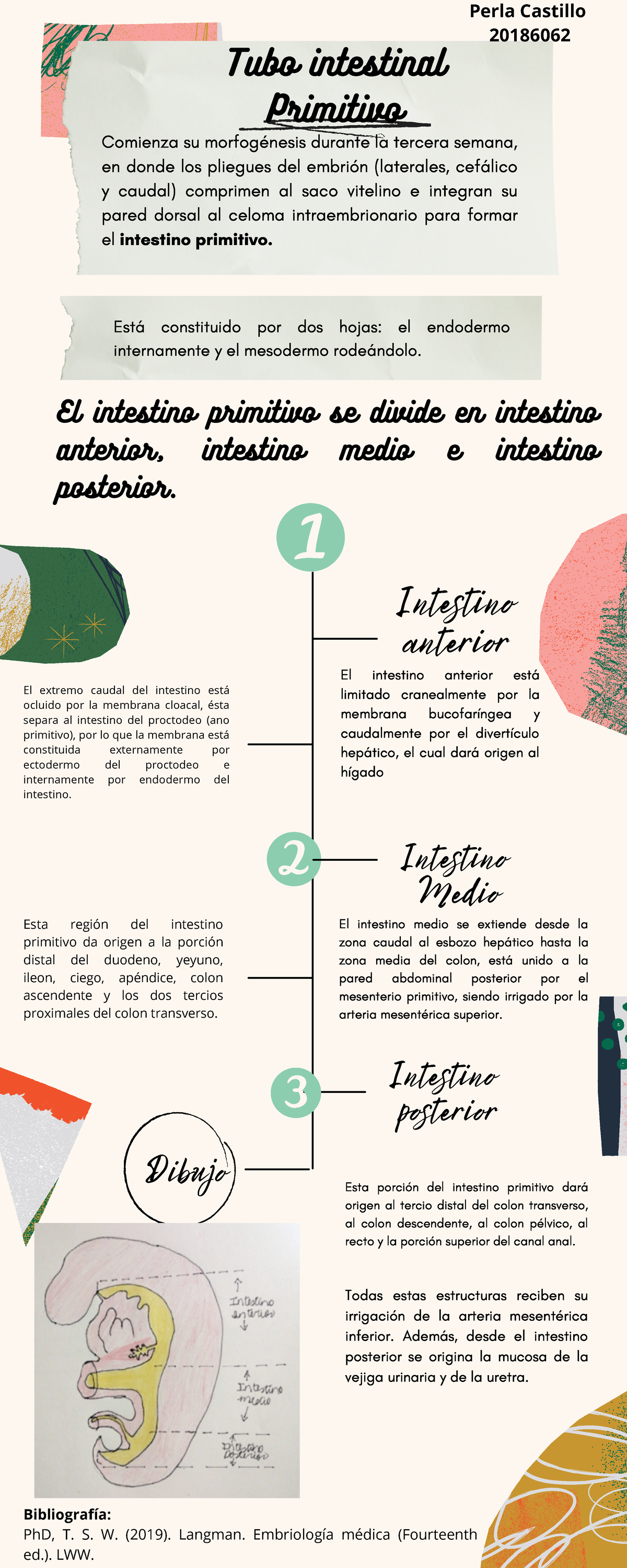 Tubo intestinal Primitivo - Intestino anterior El intestino primitivo ...