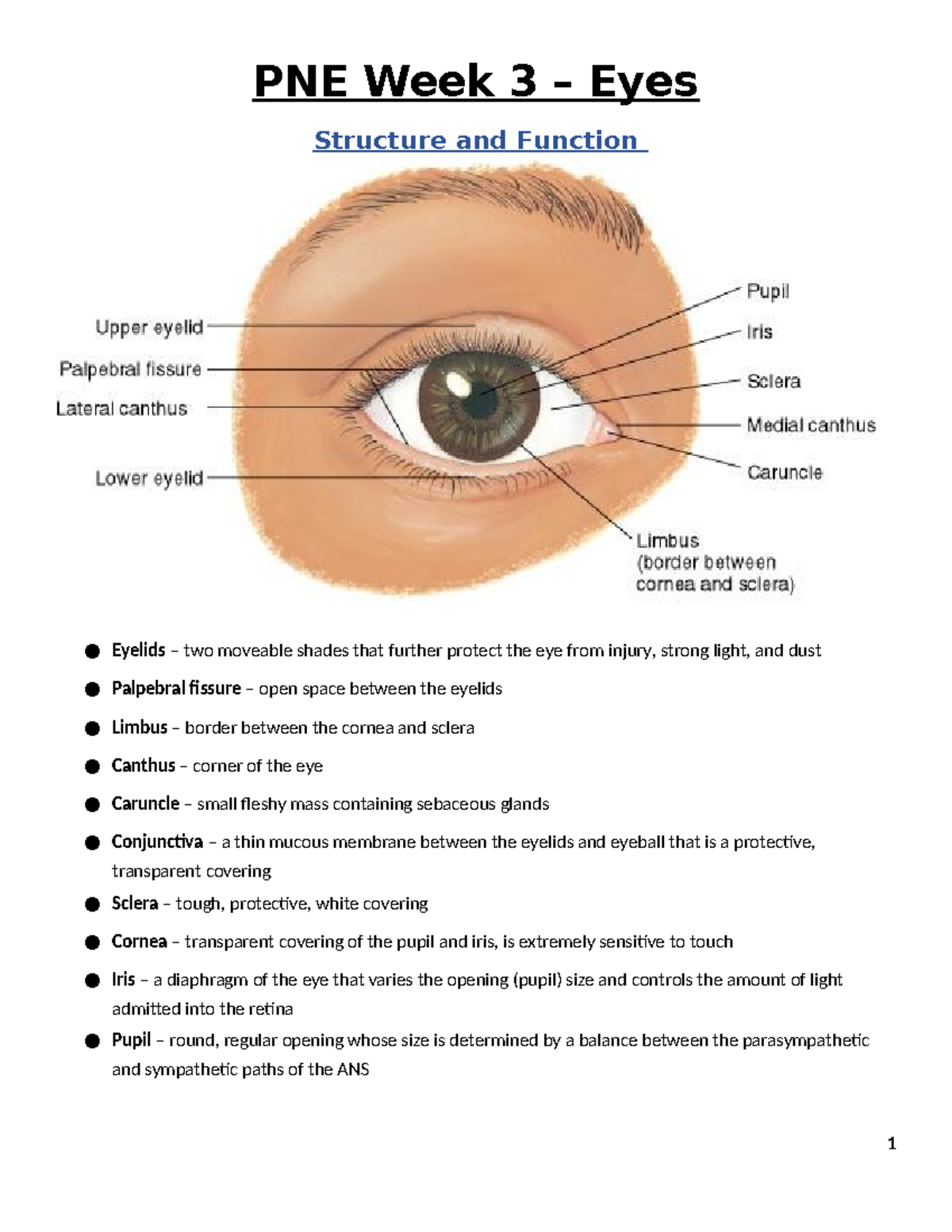 PNE Week 3 - Notes - PNE Week 3 – Eyes Structure and Function Eyelids ...