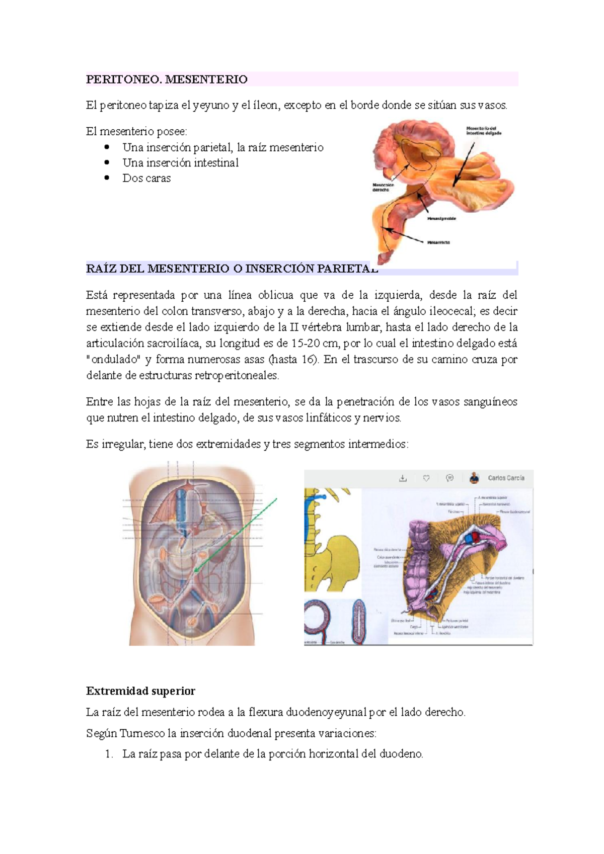 Mesenterio - PERITONEO. MESENTERIO El peritoneo tapiza el yeyuno y el ...