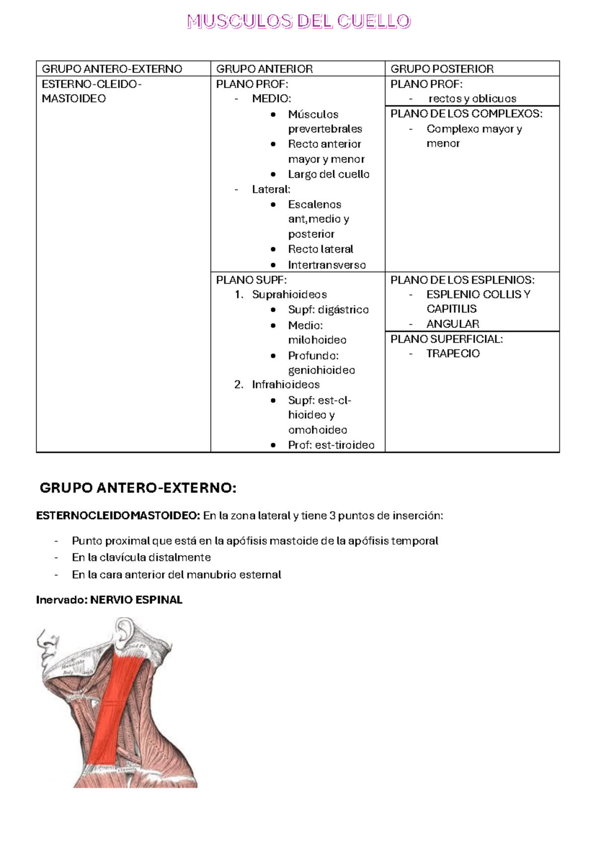 Musculos DEL Cuello - GRUPO ANTERO-EXTERNO GRUPO ANTERIOR GRUPO ...