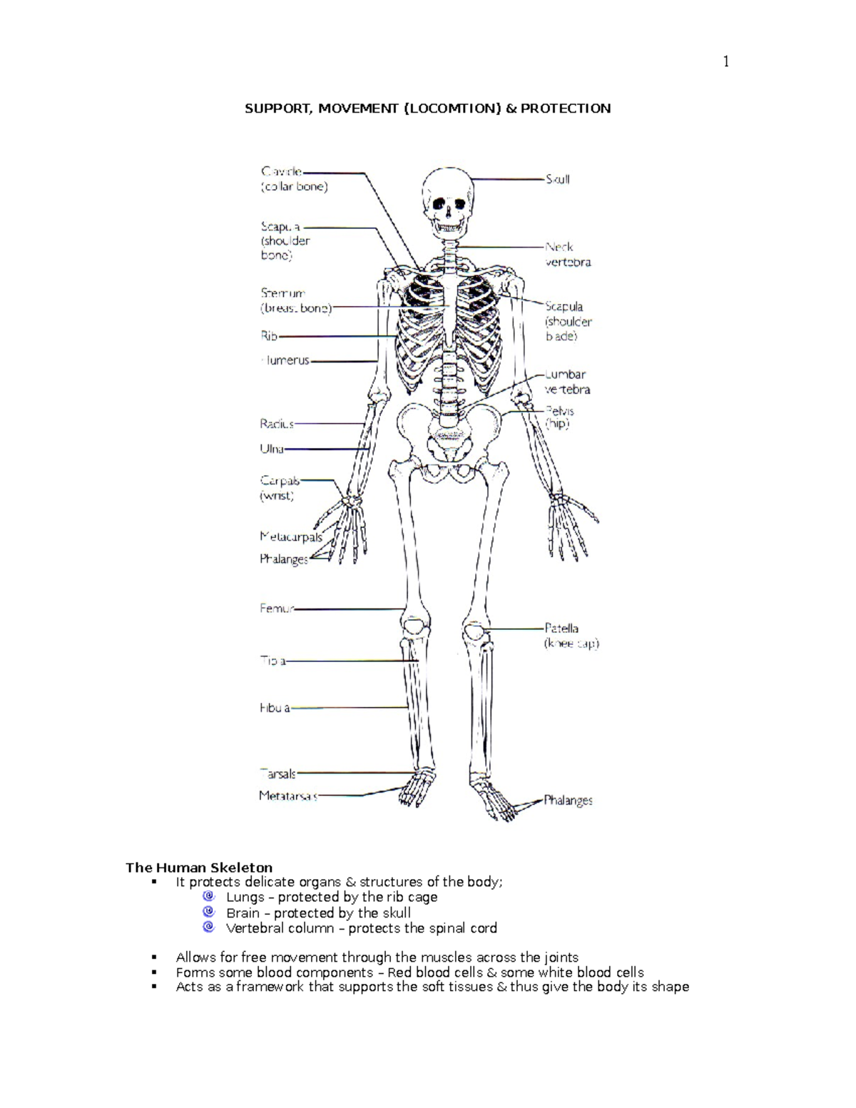 Skeletal System - Physical Education - SUPPORT, MOVEMENT (LOCOMTION ...
