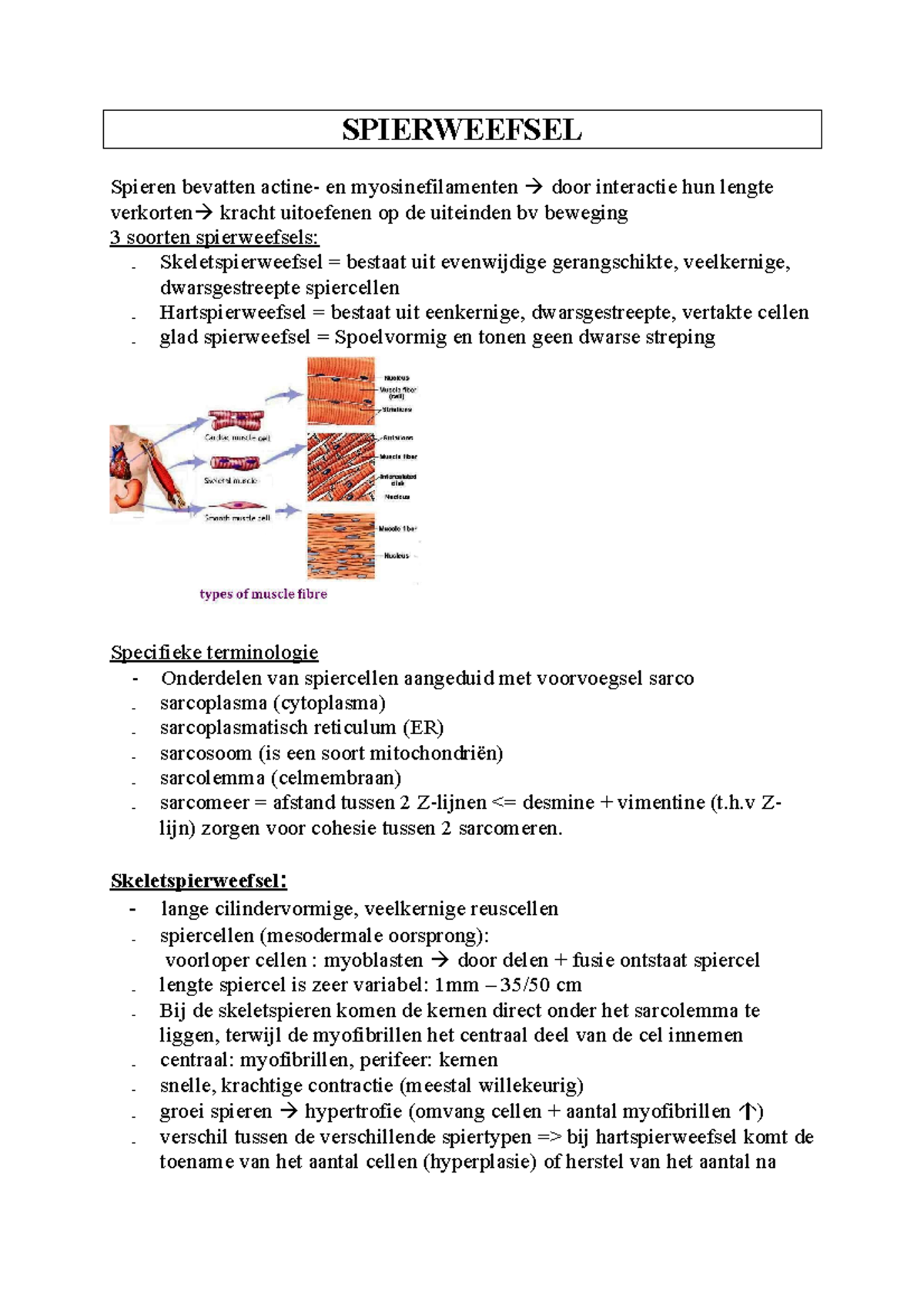 Hoofdstuk 10 spierweefsel - SPIERWEEFSEL Spieren bevatten actine- en ...