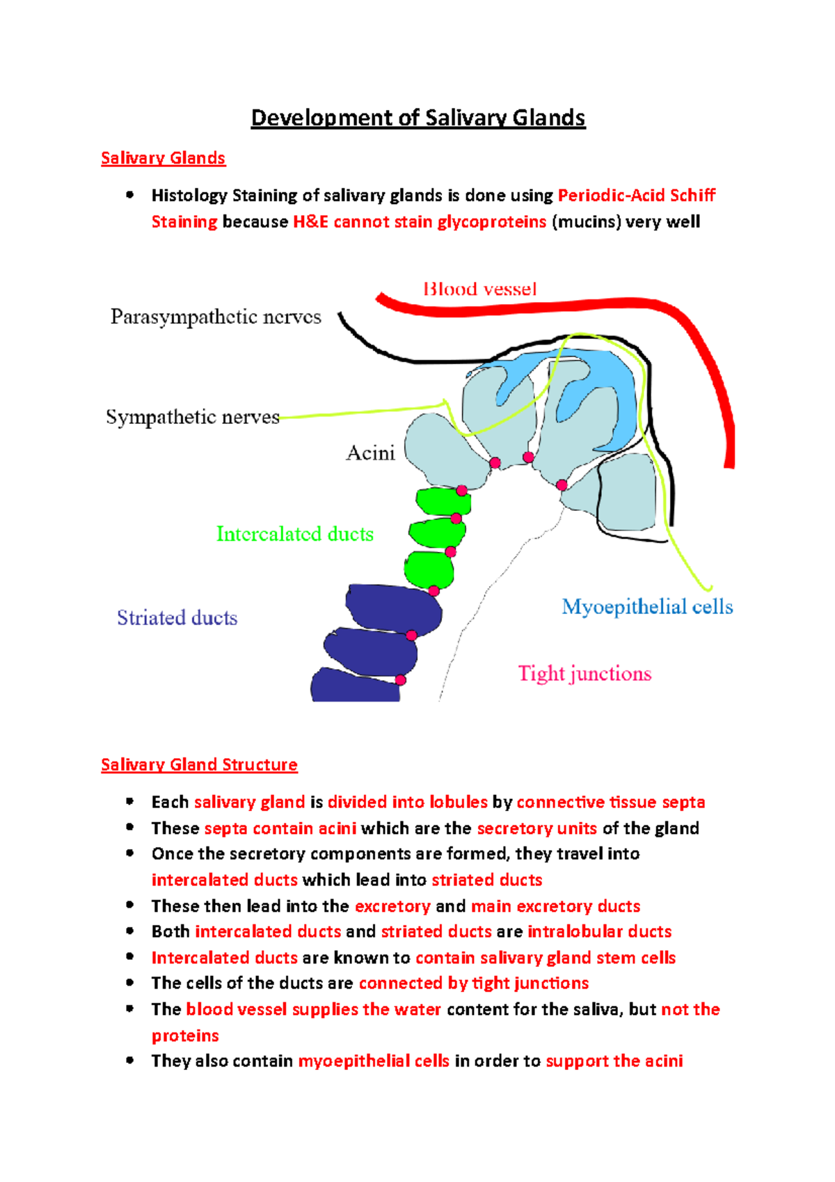Development of Salivary Glands - Studocu