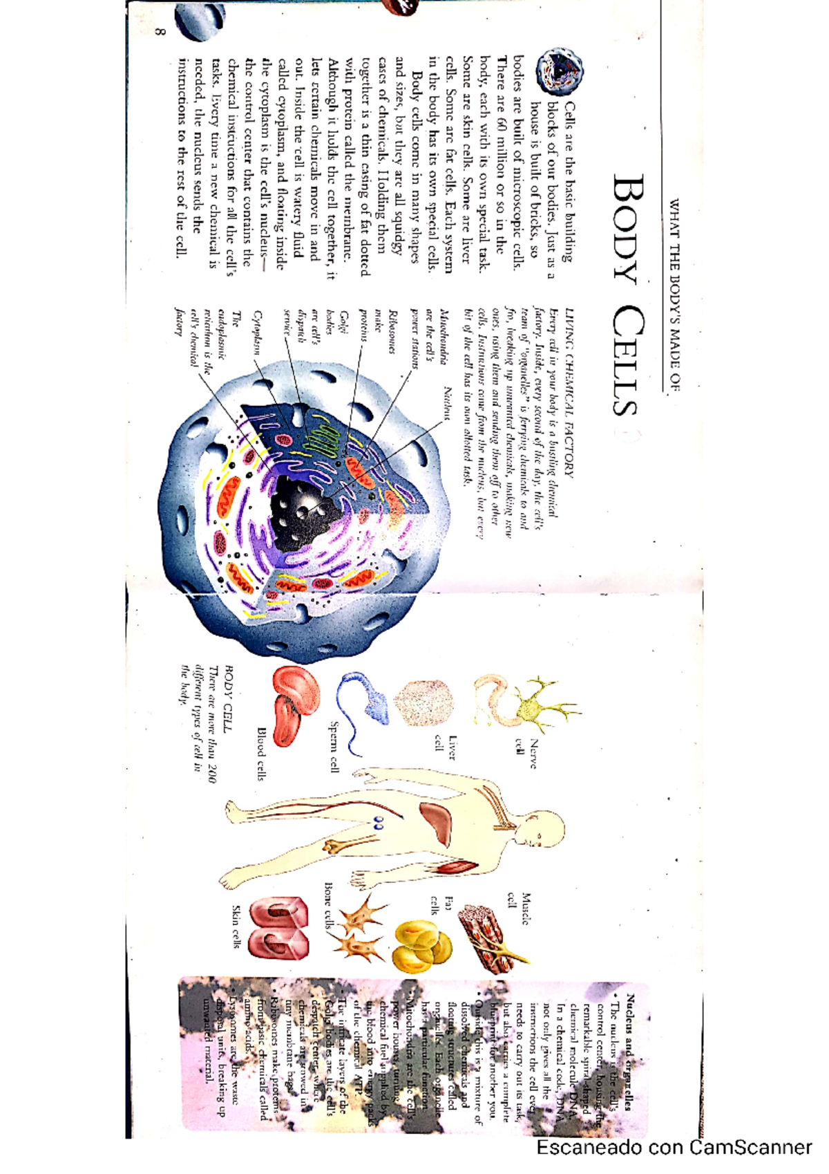 Body Cells - TEMA CELL BODY - Medicina - UPAL - Studocu