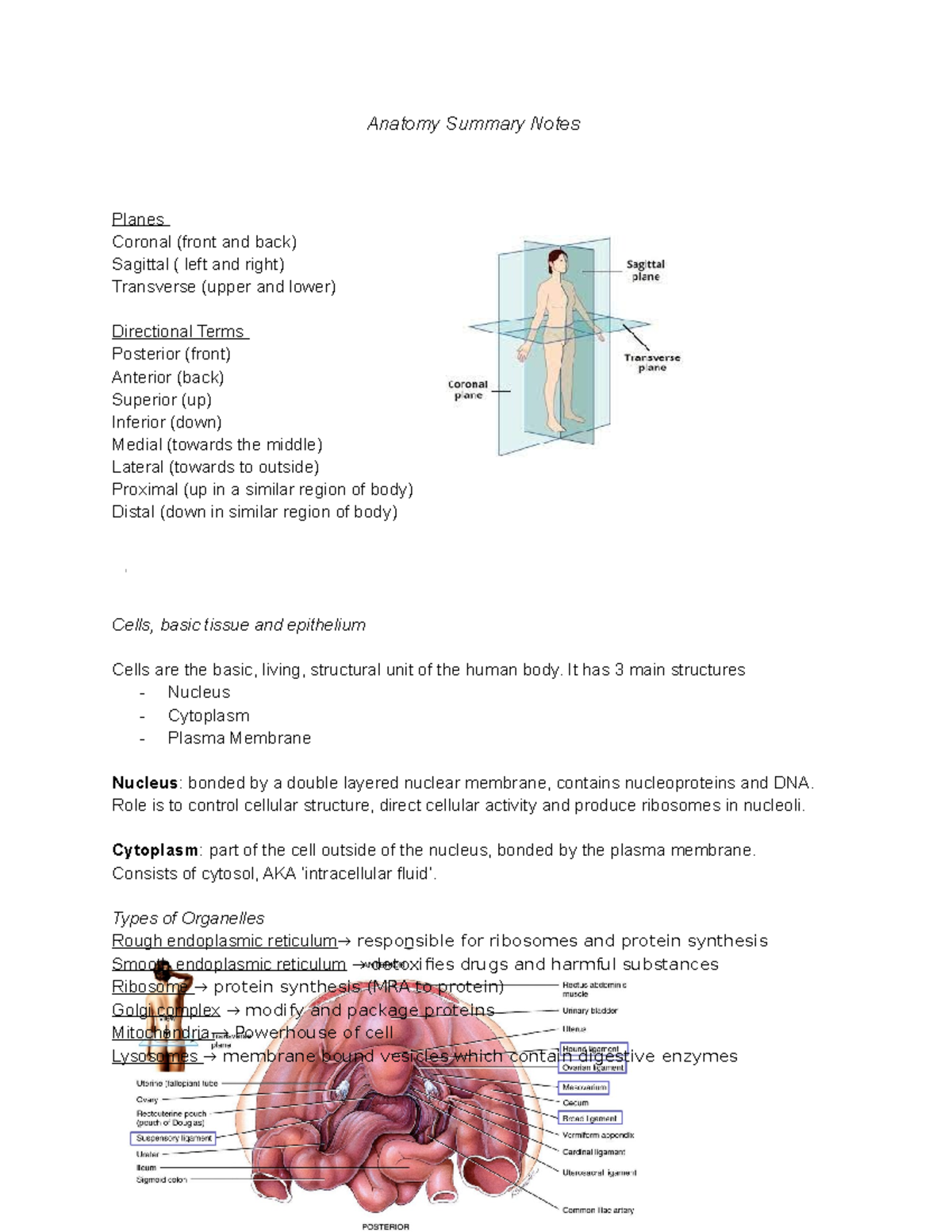 Anatomy summary - It has 3 main structures - Nucleus - Cytoplasm ...