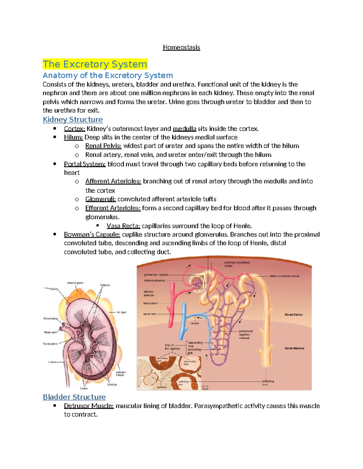 Homeostasis - MCAT - Homeostasis The Excretory System Anatomy of the Excretory System Consists ...