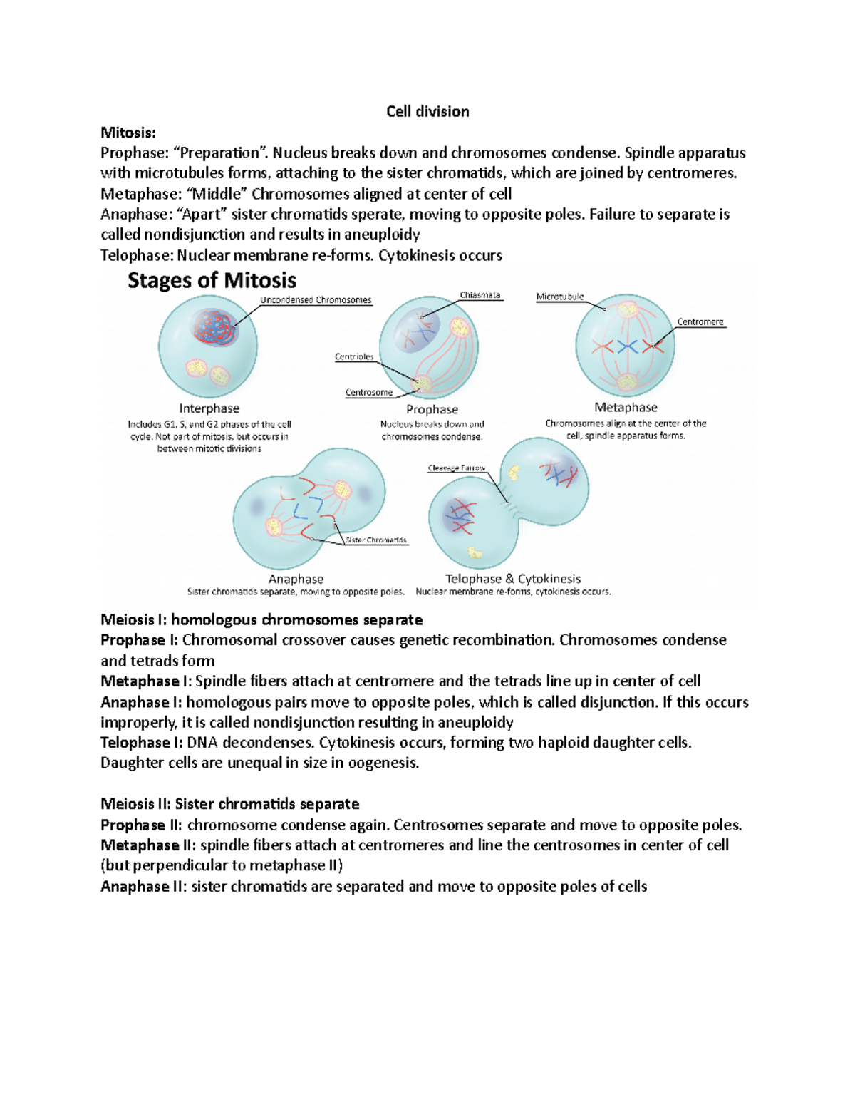 Cell division - Cell division Mitosis: Prophase: “Preparation”. Nucleus ...