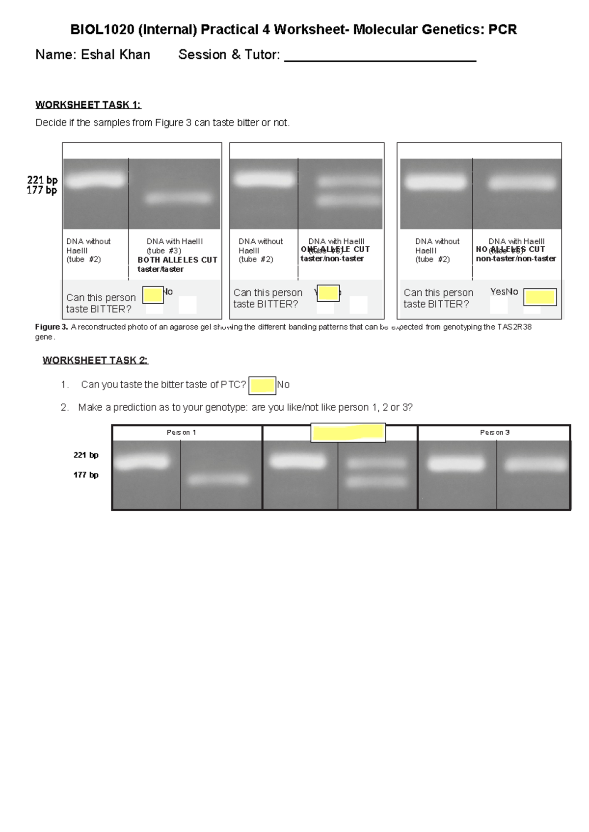 Practical 4 - PCR Worksheet - BIOL1020 (Internal) Practical 4 Worksheet ...