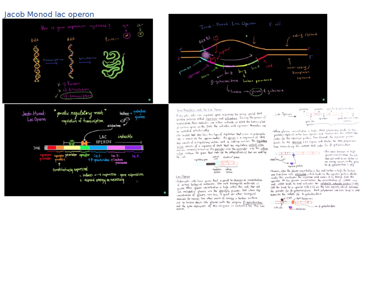 DNA Regulation - notes - Jacob Monod lac operon DNA and chromatin ...