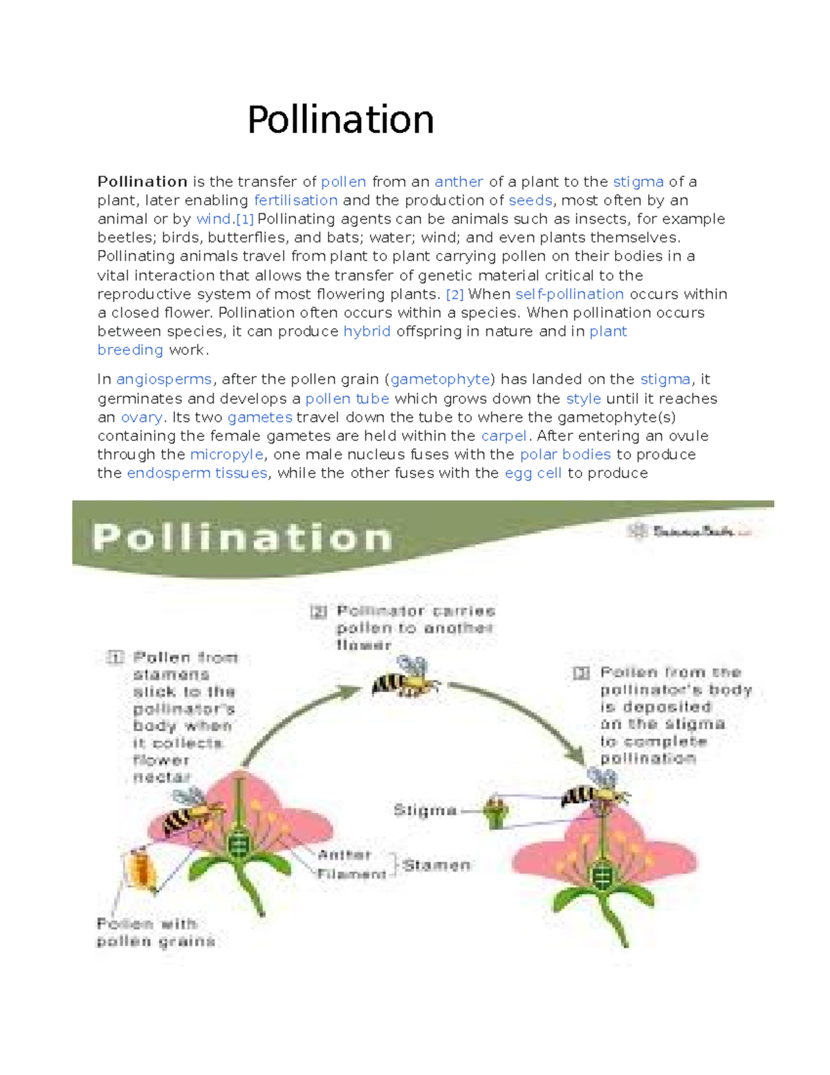 Pollination - Pollination Pollination is the transfer of pollen from an ...