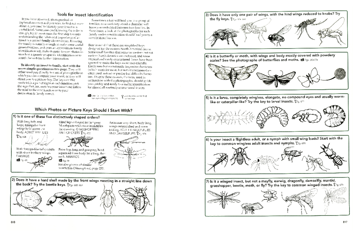 Clave con principales ordenes de insectos - Ampliació de Zoologia - Studocu
