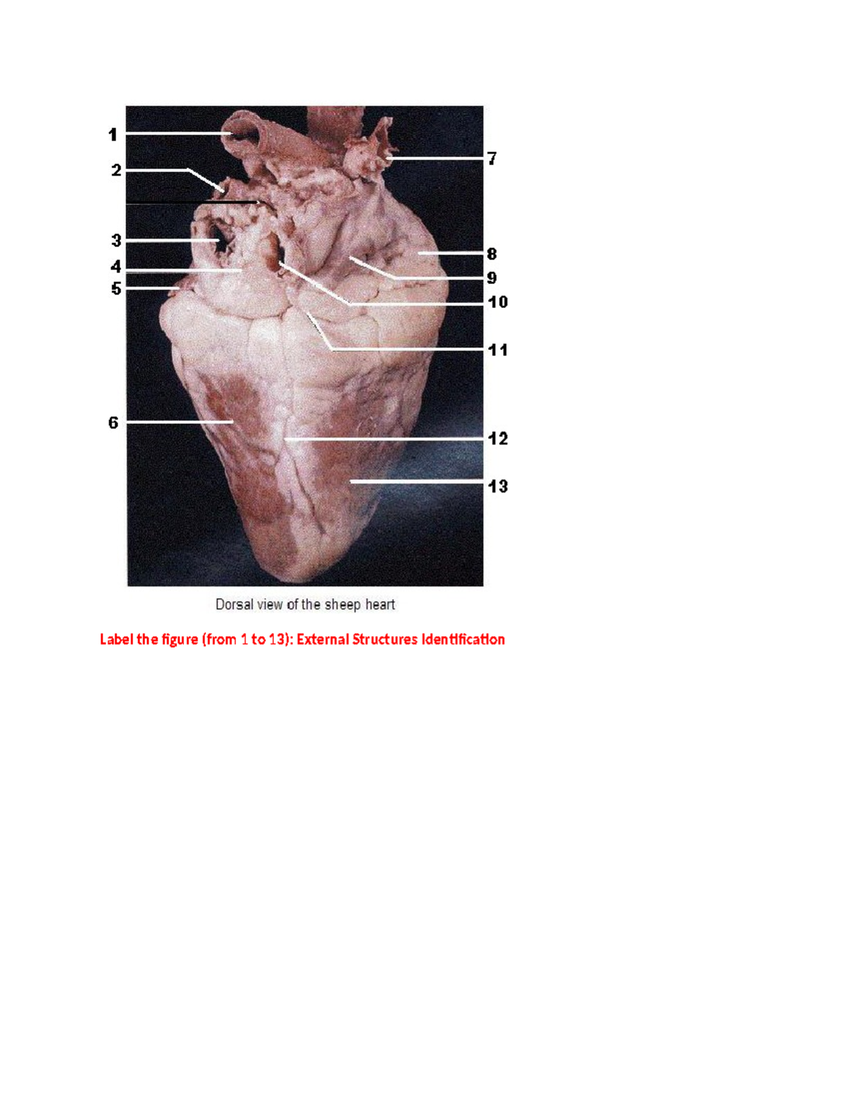 Sheep Heart Dissection Diagram - General Biology II Lab - Label the ...