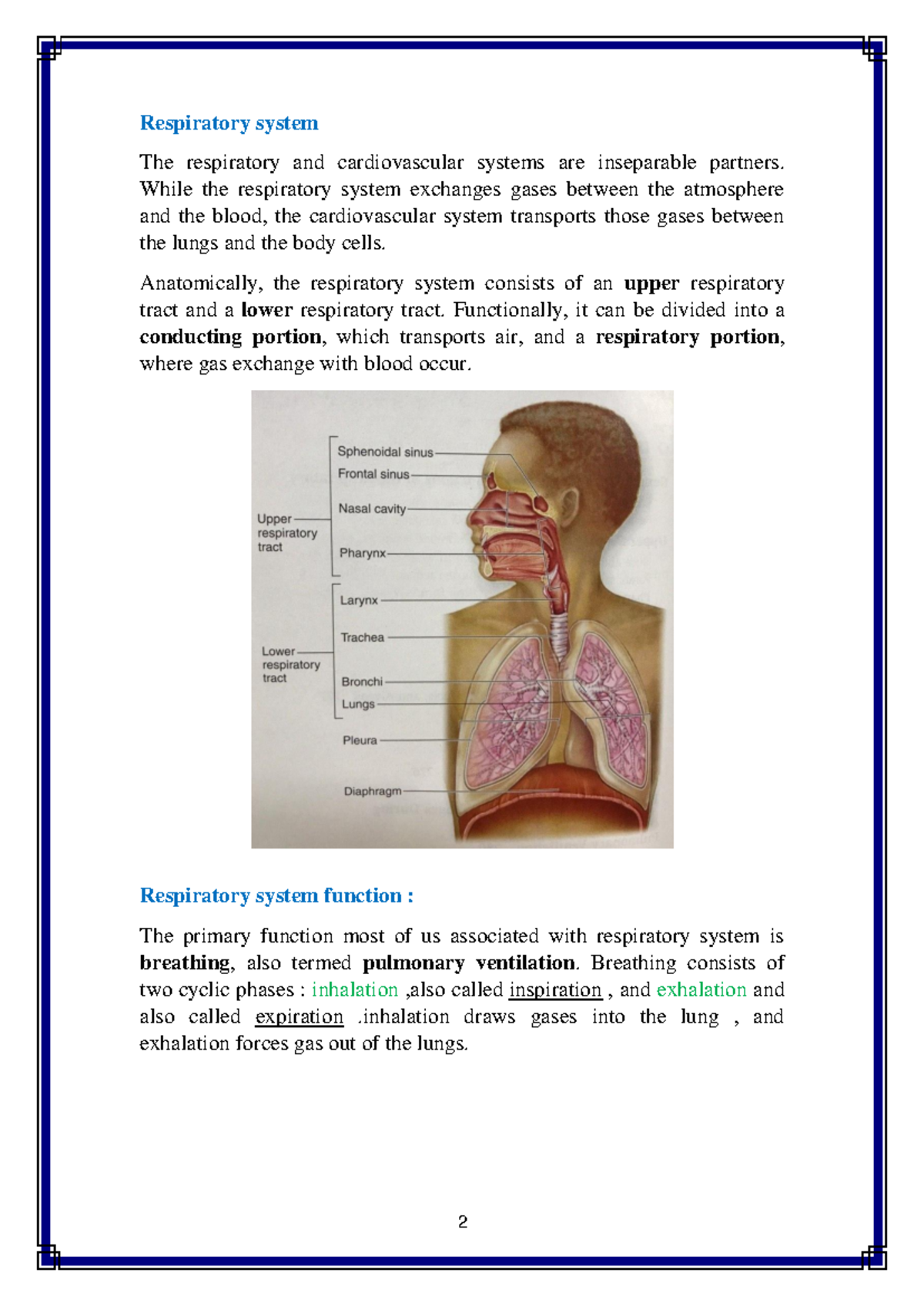 The respiratory system - 2 Respiratory system The respiratory and ...