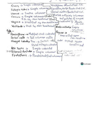 Mbbs Histology of Male Reproductive System - histology - CamScanner ...