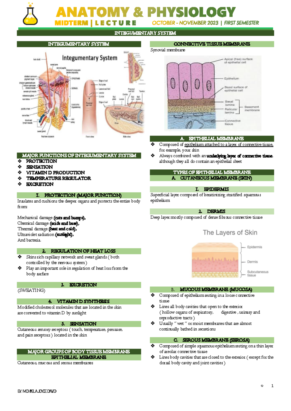 Anatomy Physiology Midterm Notes 1 - 1 INTEGUMENTARY SYSTEM ...