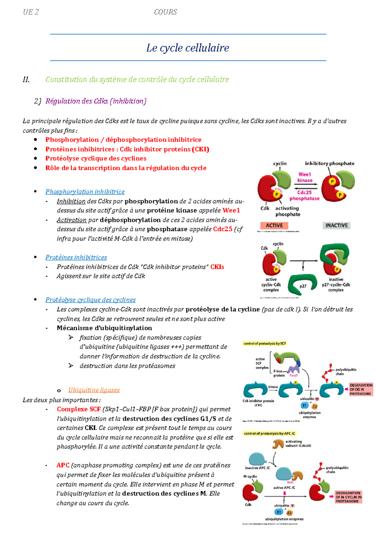 C12 - Le cycle cellulaire 2 - Le cycle cellulaire II. Constitution du ...