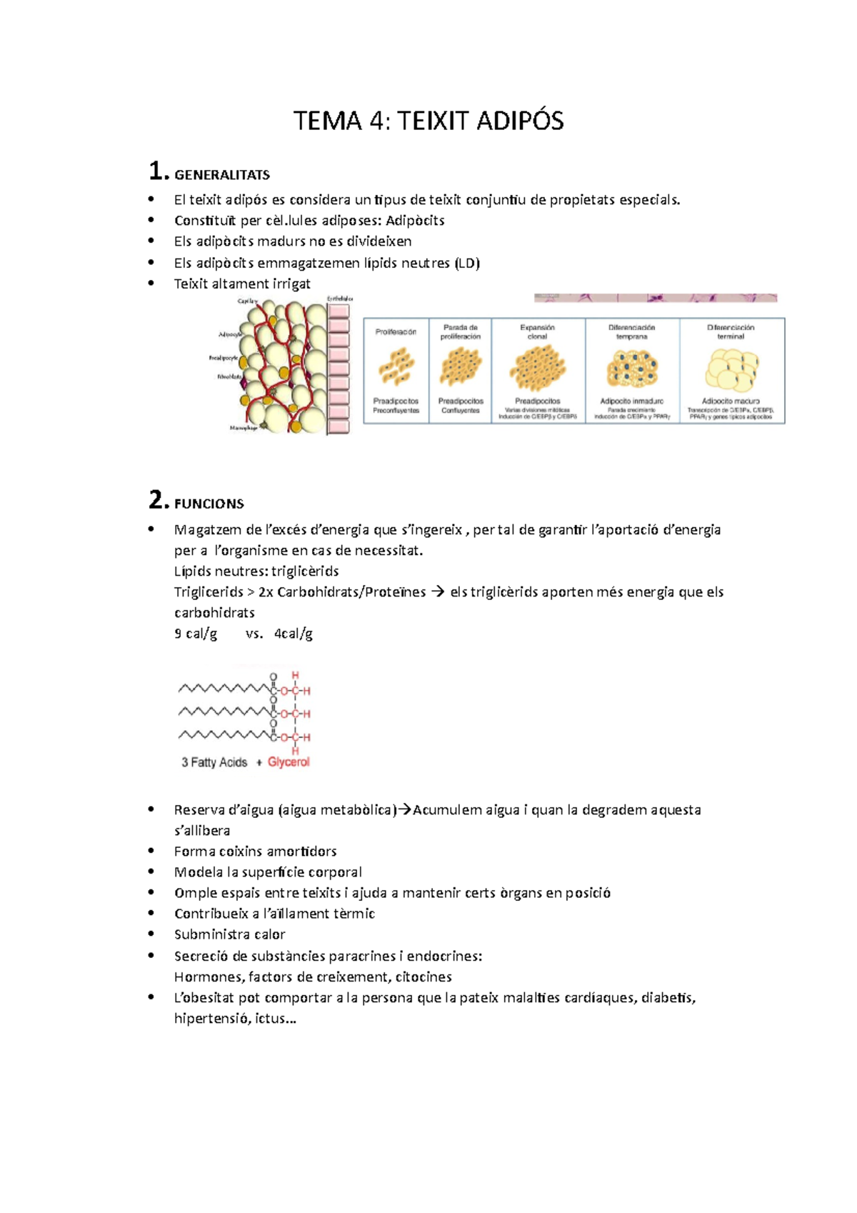 TEMA 4 - tejido adiposo - TEMA 4: TEIXIT ADIPÓS 1 El teixit adipós es ...