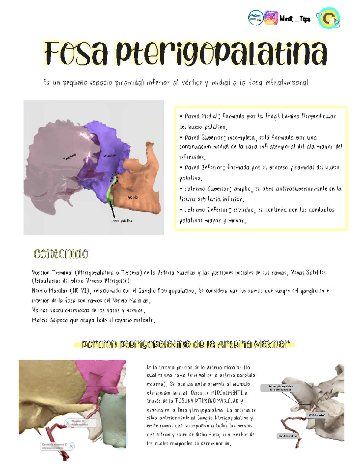 Fosa de Pterigopalatina resumen de anatomía topográfica y descriptiva ...