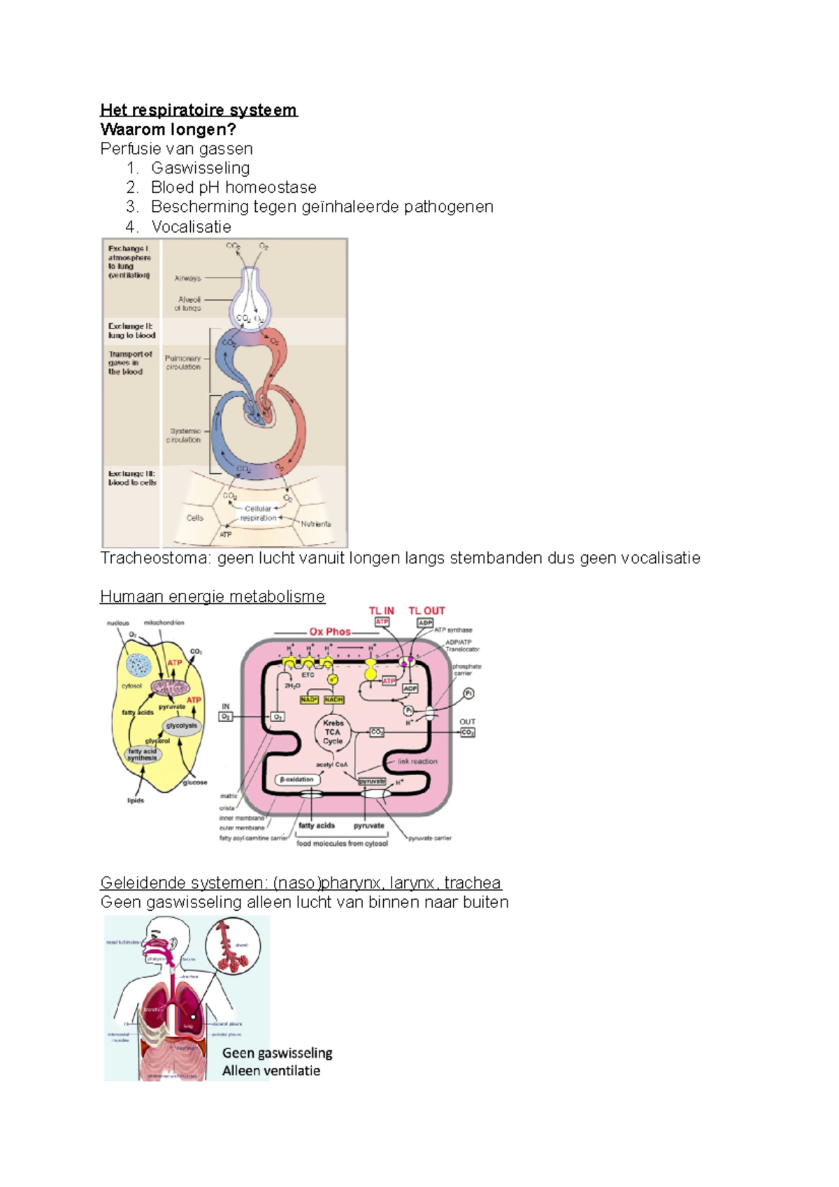 College long deel 1 - Het respiratoire systeem Waarom longen? Perfusie ...