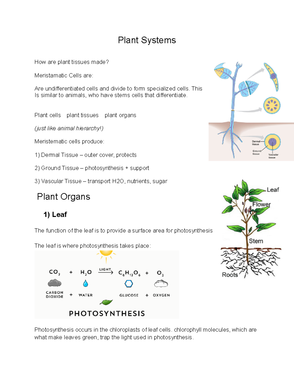 Plant Systems and thier organ functions - Plant Systems How are plant ...