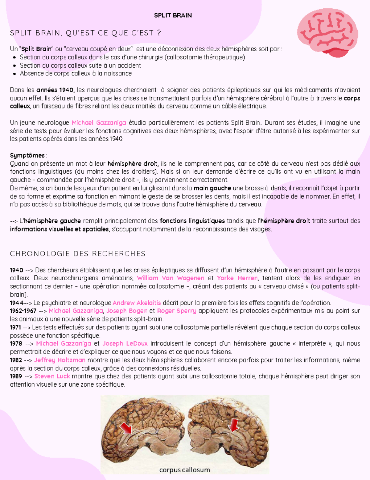 Split Brain - Section du corps calleux dans le cas d’une chirurgie ...