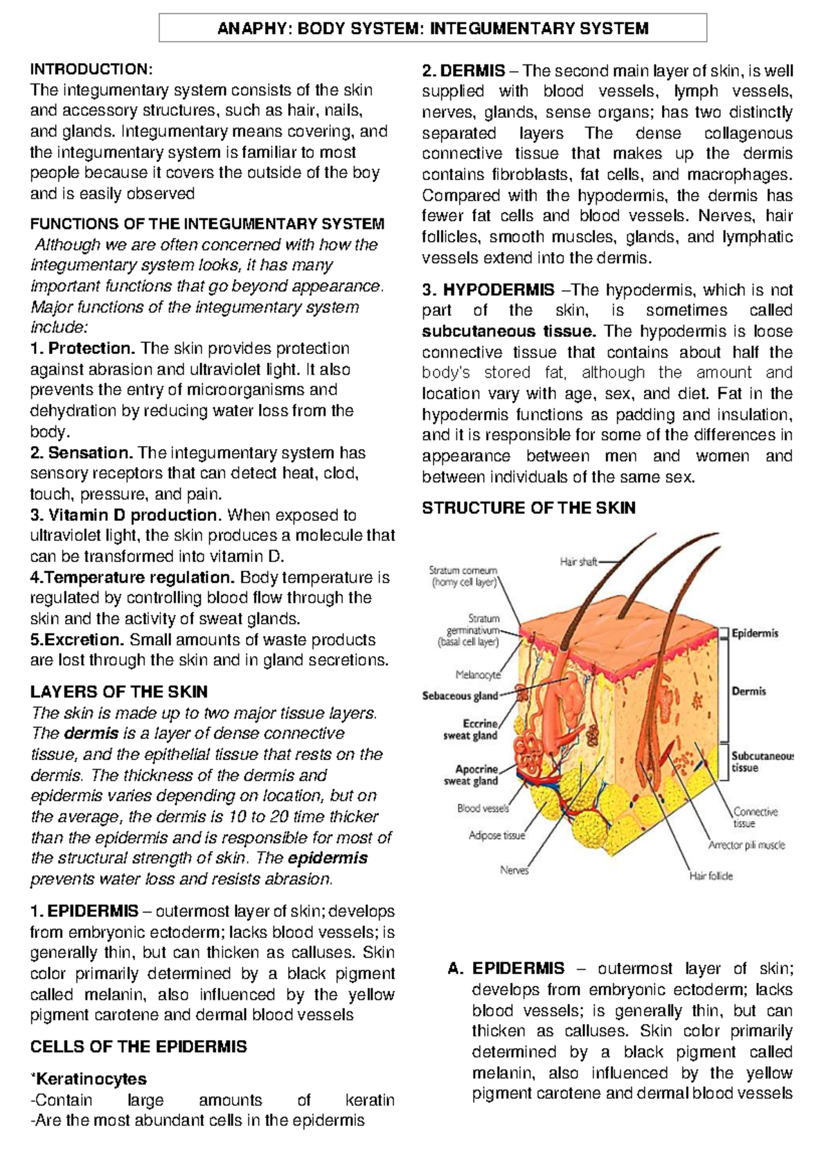 Integumentary System - INTRODUCTION: The integumentary system consists ...