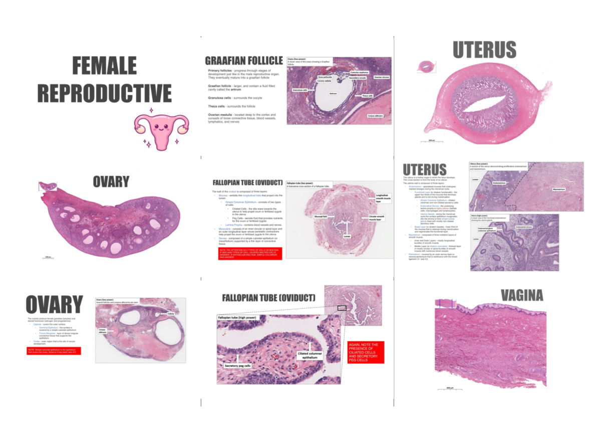 Reproductive organ LAB - College of Medicine - Studocu
