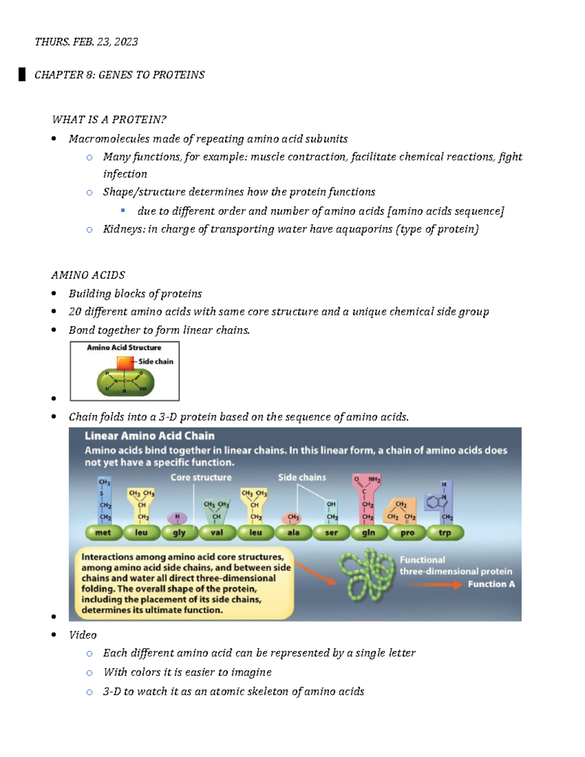 Chapter 8 - THURS. FEB. 23, 2023 CHAPTER 8: GENES TO PROTEINS WHAT IS A ...