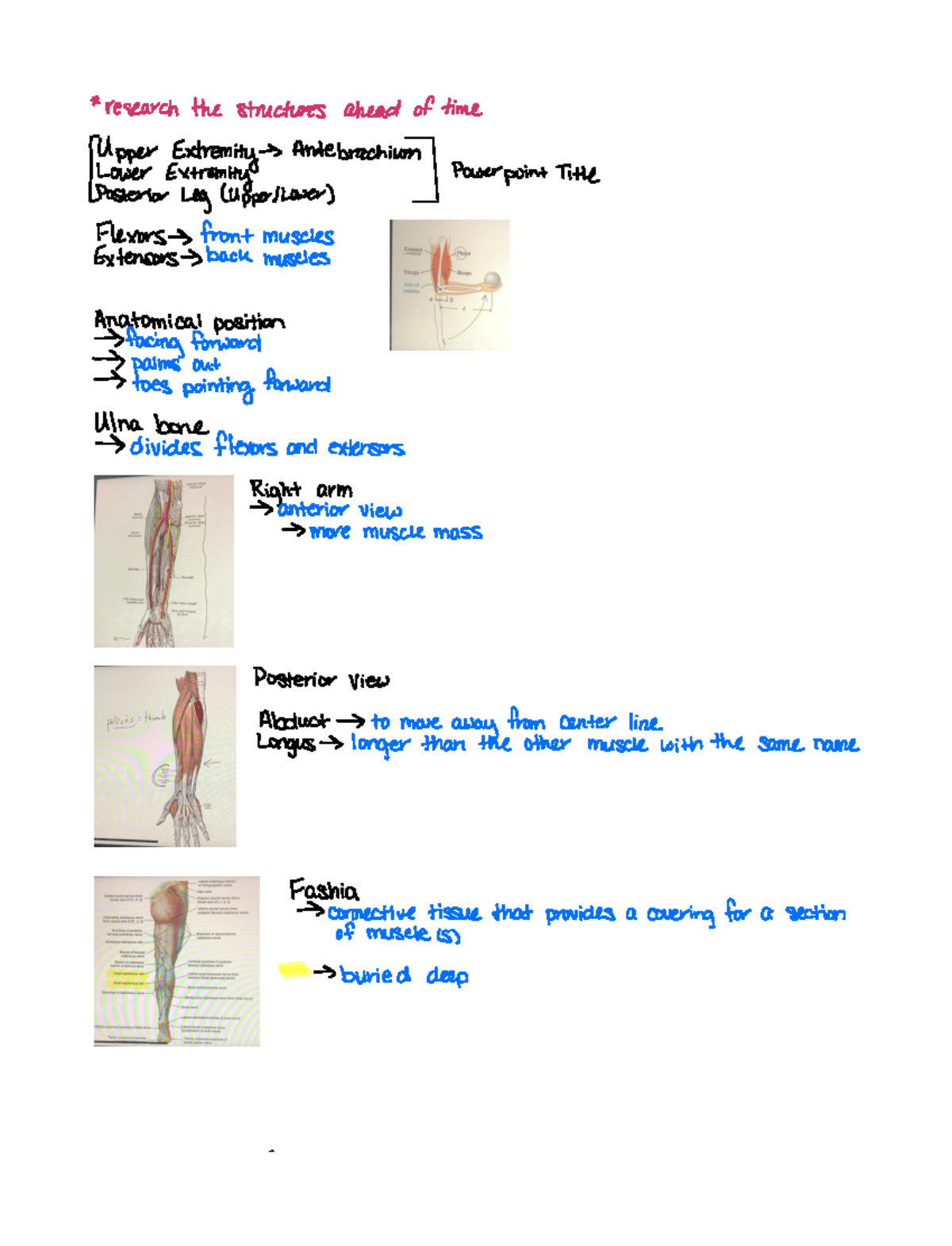 Arm Muscular Anatomy Notes - ####### research the structures ahead ...