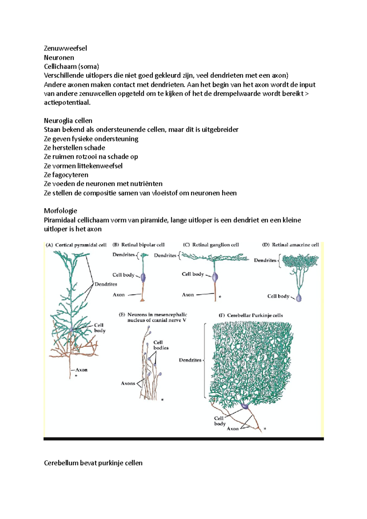 Vorm en Functie, dt2, hoorcollege 6, Histologie zenwuweefsel ...