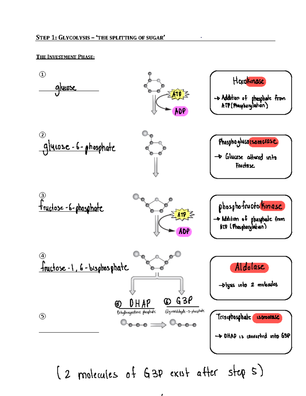 Glycolysis Notes - STEP 1: G LYCOLYSIS – ‘ THE SPLITTING OF SUGAR ’ T ...