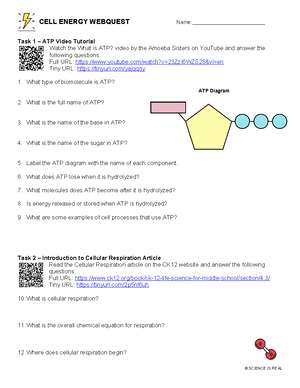 Animal Cell Organelle Cutand Paste-1 - CREATE YOUR OWN ANIMAL CELL ...