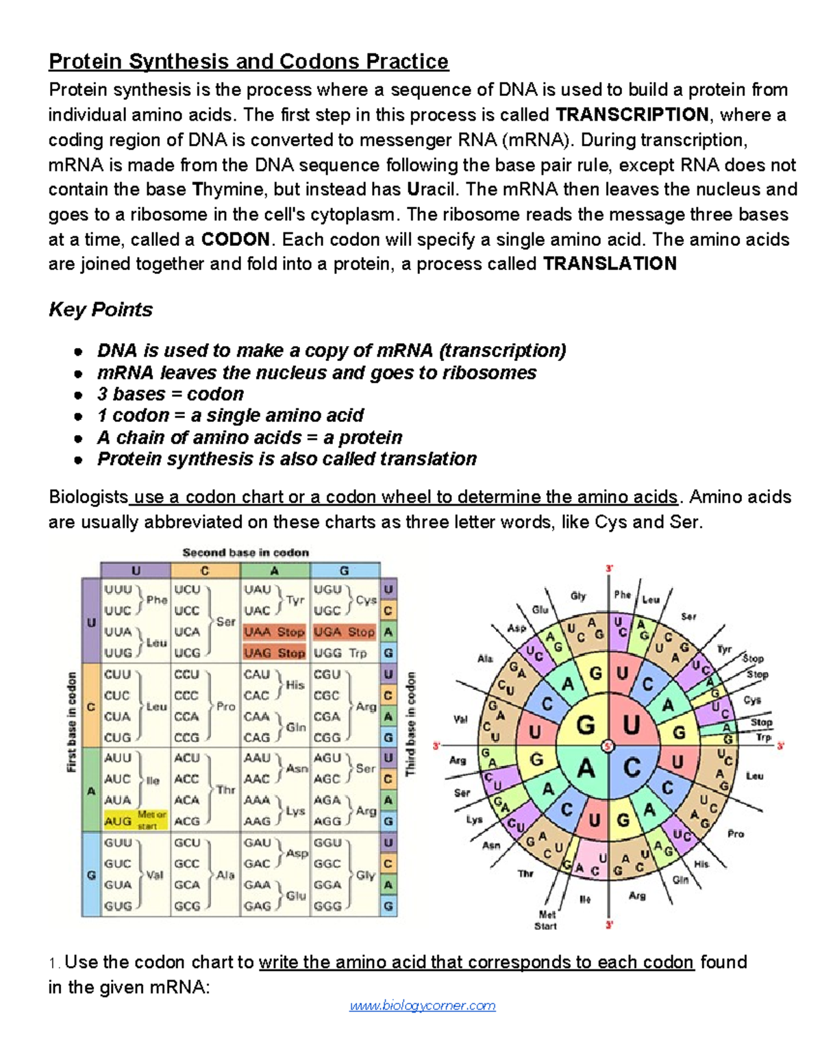 Kassim Jah - Protein Synthesis and Codons Practice Worksheet - Protein Synthesis and Codons ...