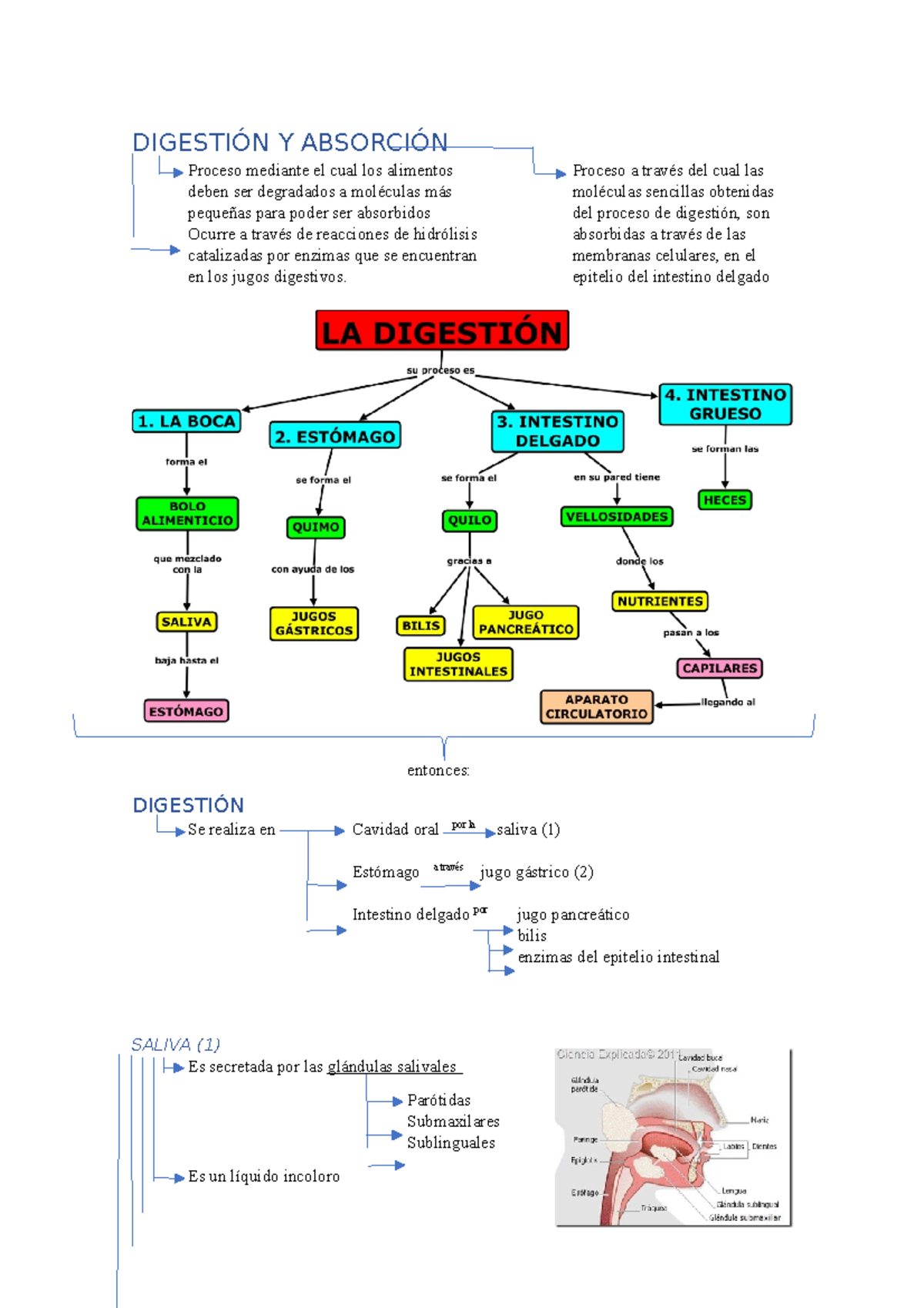 Digestión Y Absorción - quimica - DIGESTIÓN Y ABSORCIÓN Proceso ...