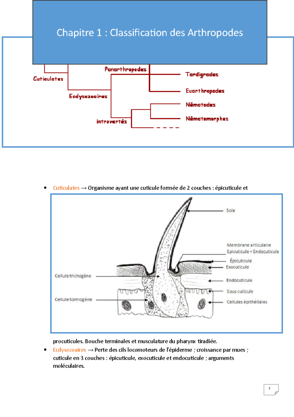 Chapitre 1 Arthropodes - Chapitre 1 : Classification des Arthropodes ...