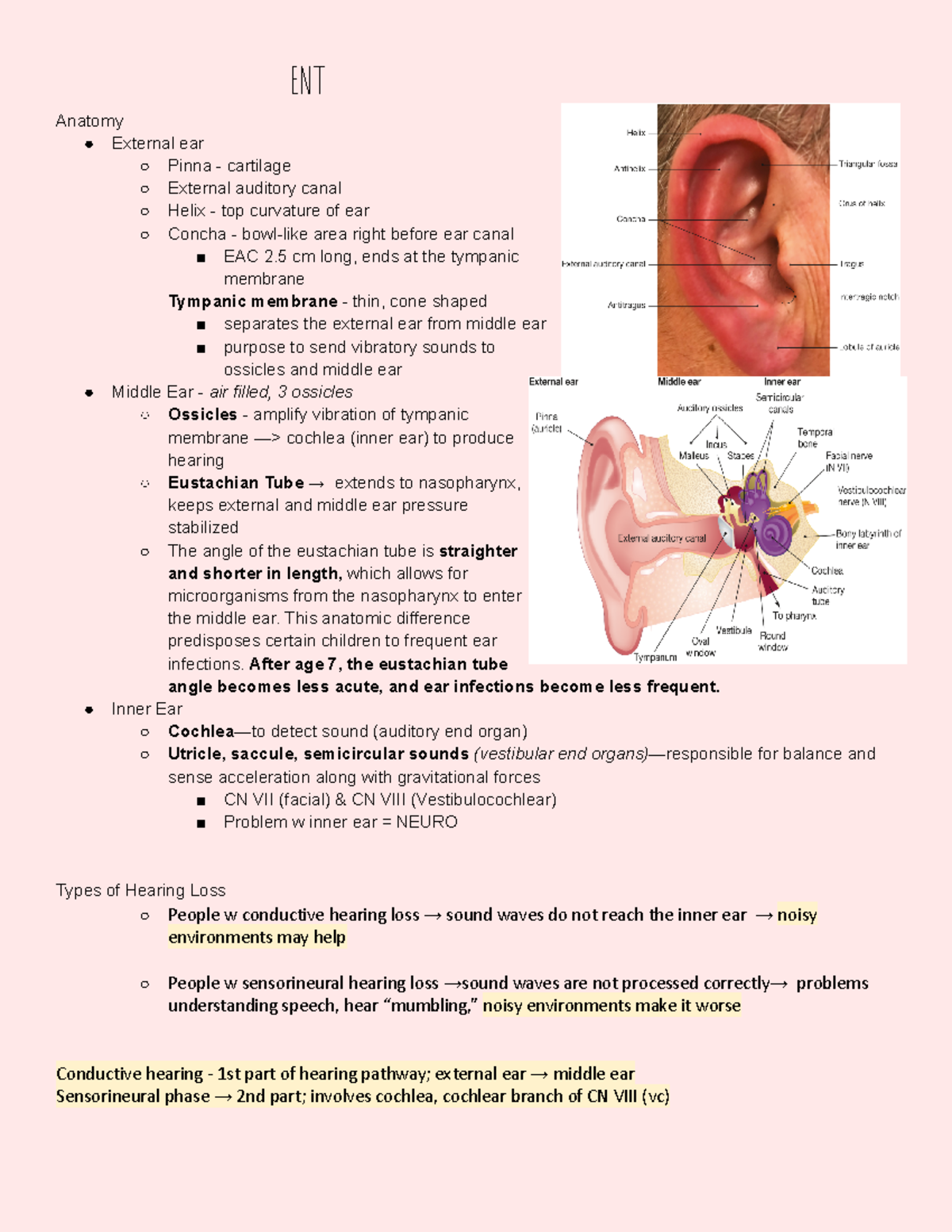 Ch 16 ENT - Lecture notes - ENT Anatomy External ear Pinna - cartilage ...