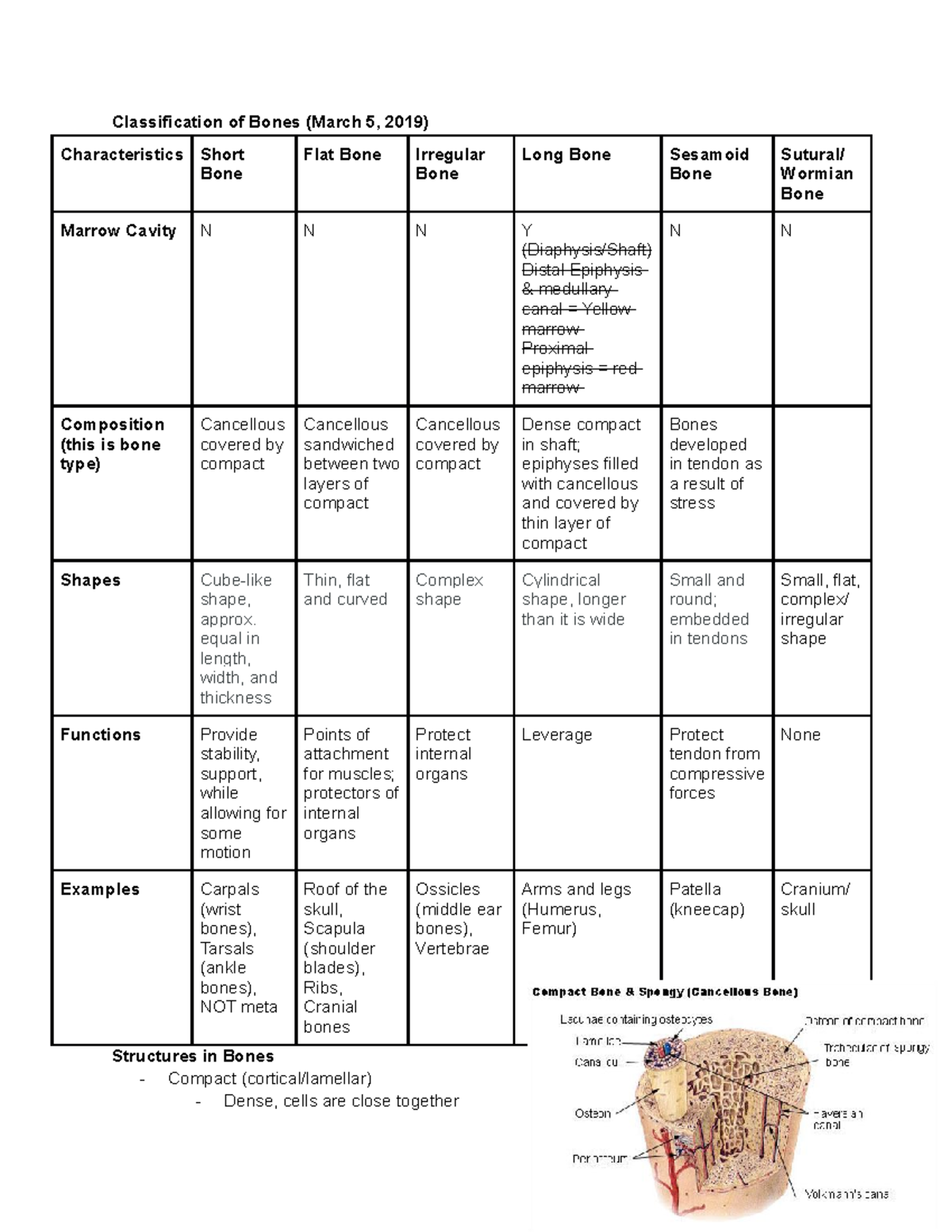 2b-bone-classification-classification-of-bones-march-5-2019