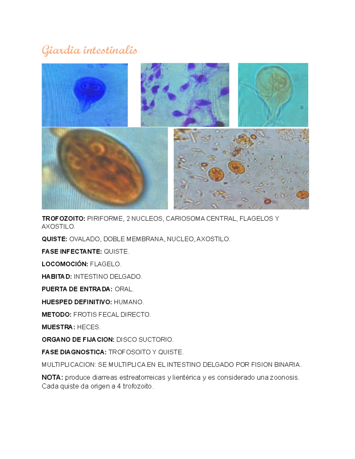 Primer parcial de lab de parasito - Giardia intestinalis TROFOZOITO ...